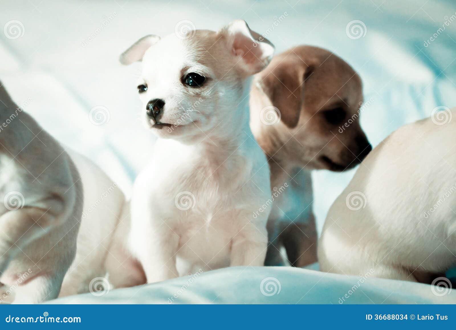 Cachorrinhos da chihuahua foto de stock. Imagem de galinha - 36688034
