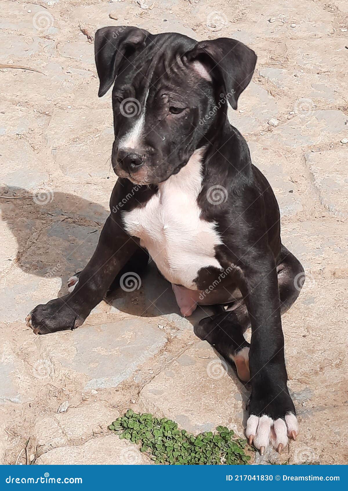 Elemento emergente de apbt foto de archivo. Imagen de mascota - 217041830