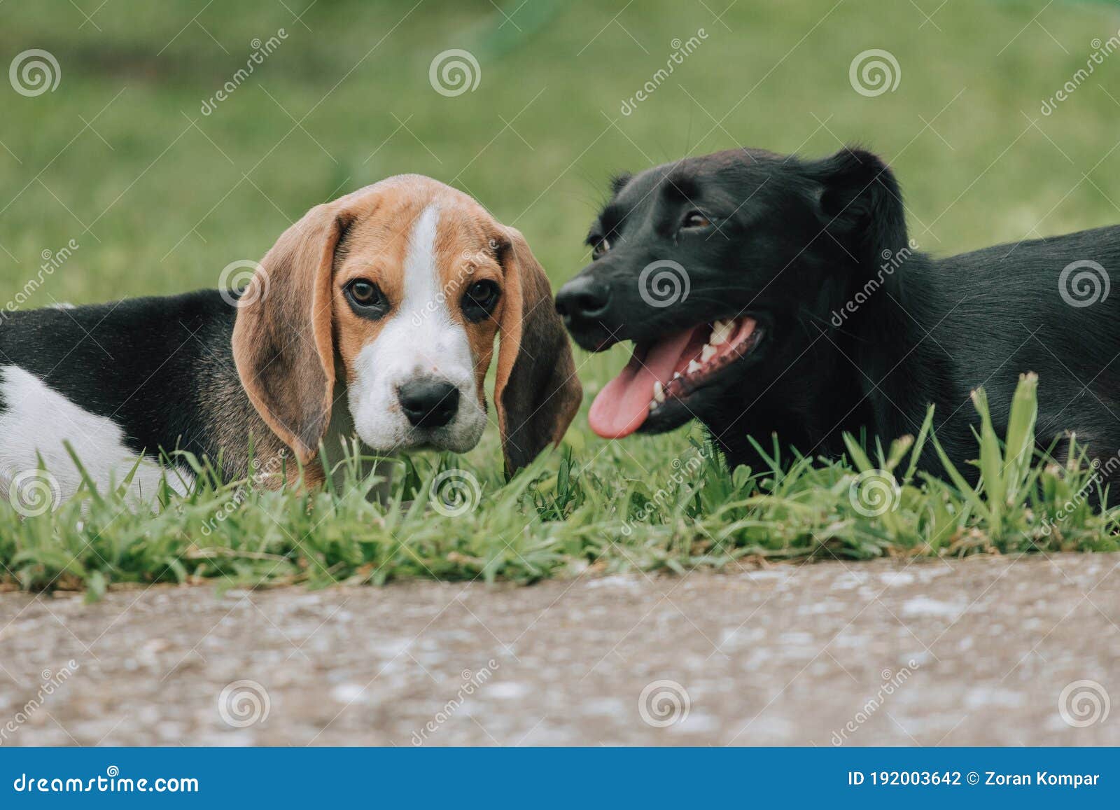 Cachorro Beagle Macho Lindo De 3 Meses De Edad Jugando Con Perro Negro ...