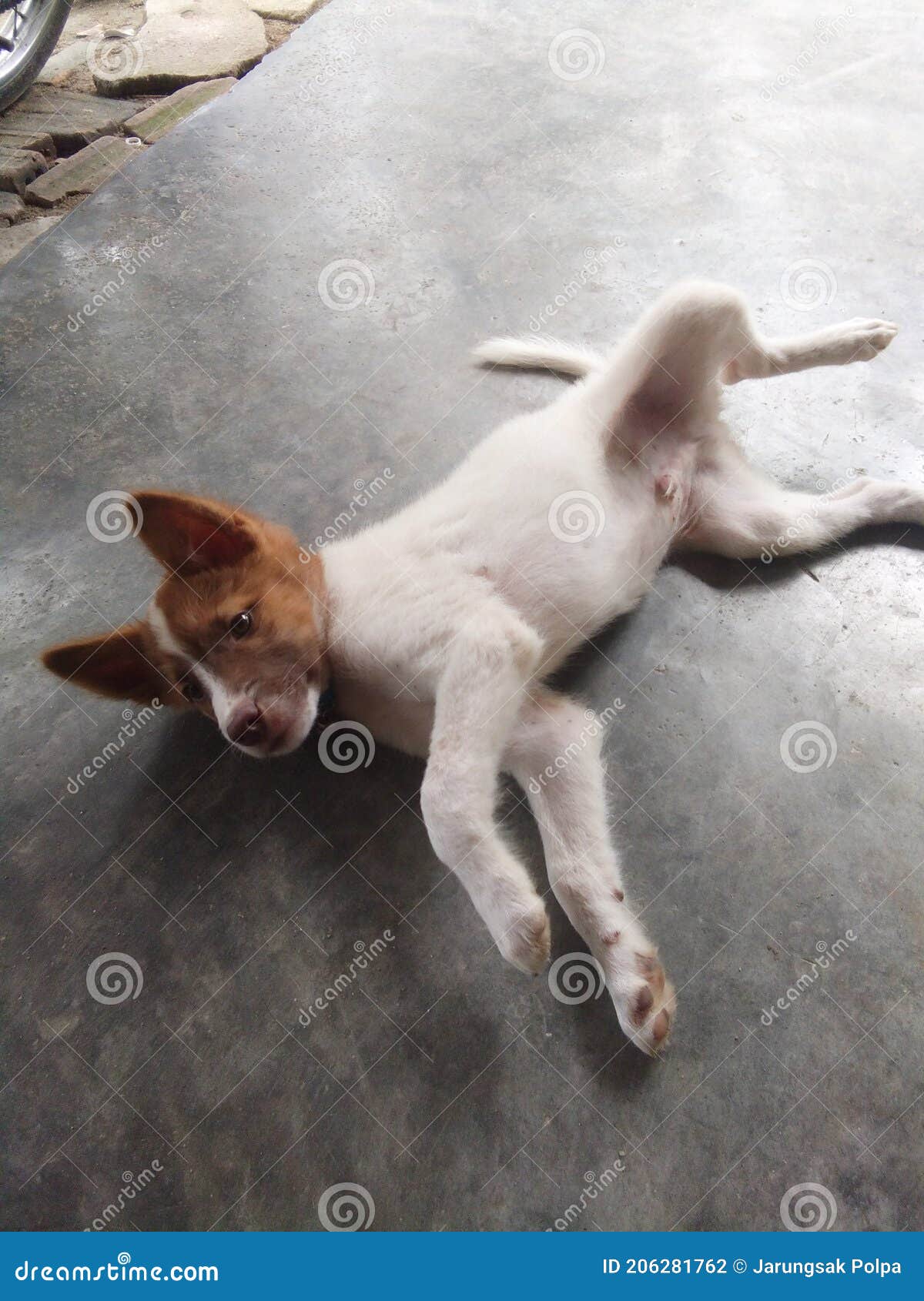 Cachorro Blanco Perro Con Rayas Marrones Foto de archivo - Imagen de ...