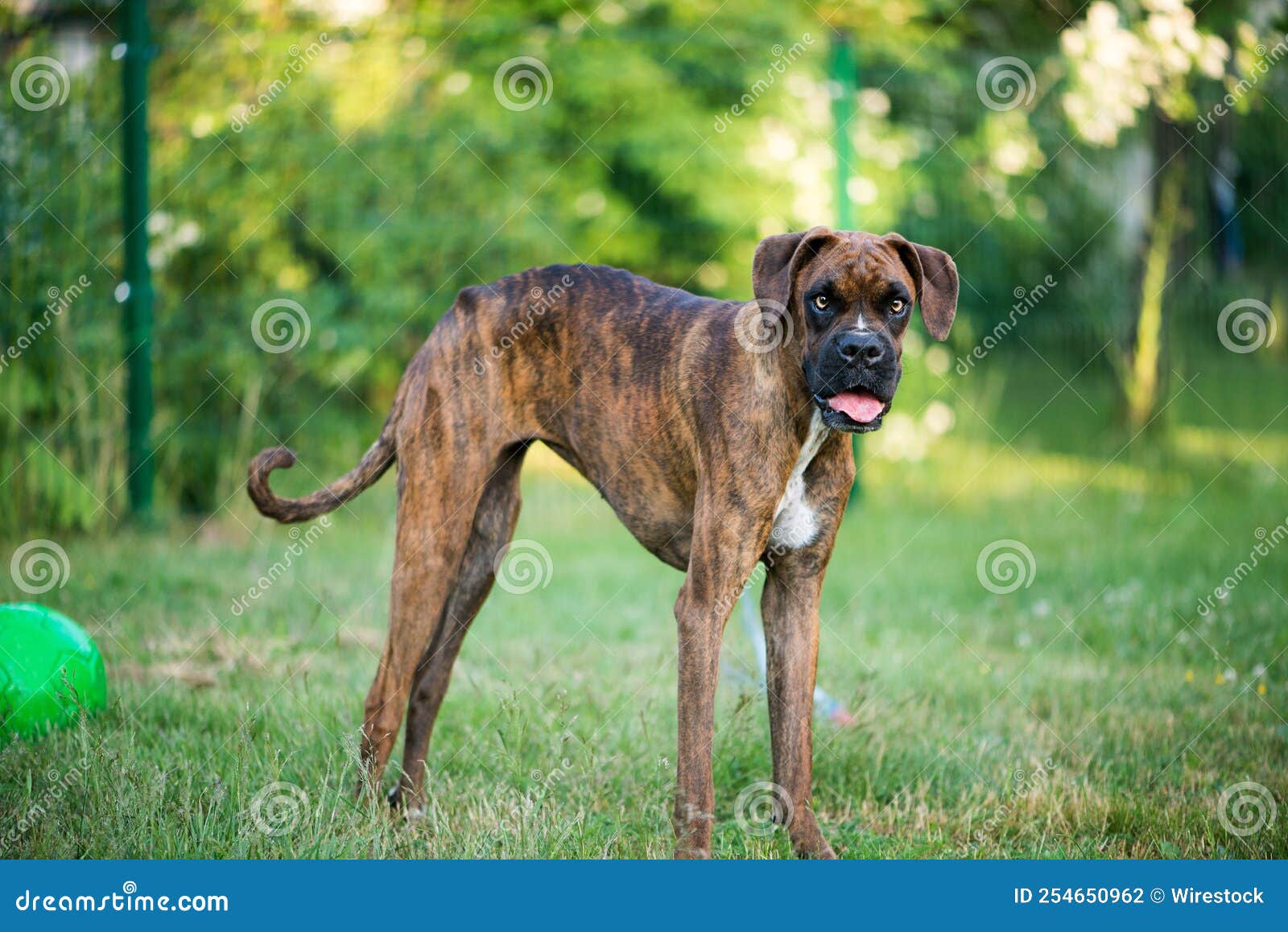 Cachorro-boxe Marrom-giro Com Prado E Verde Ao Fundo Foto de Stock ...