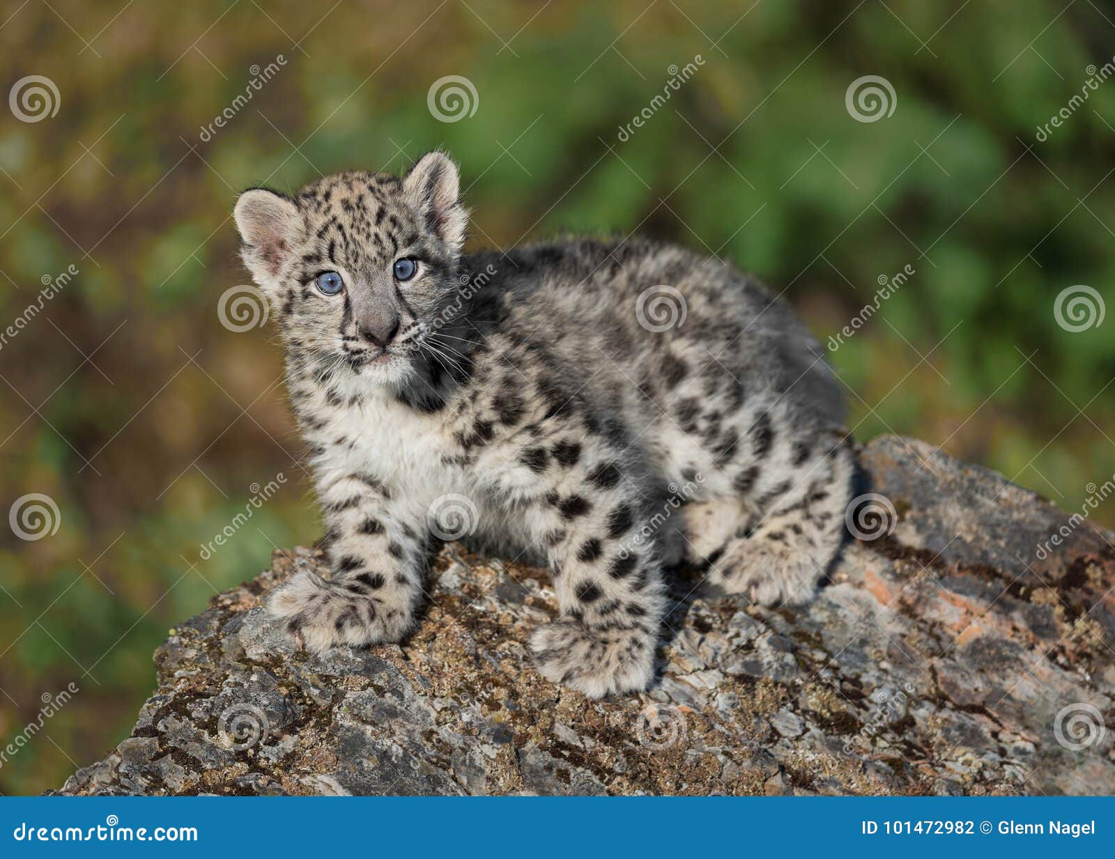 Cachorro de la onza foto de archivo. Imagen de verde - 101472982