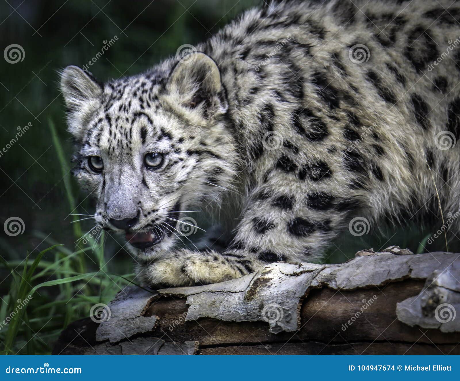 Cachorro de la onza foto de archivo. Imagen de captura - 104947674