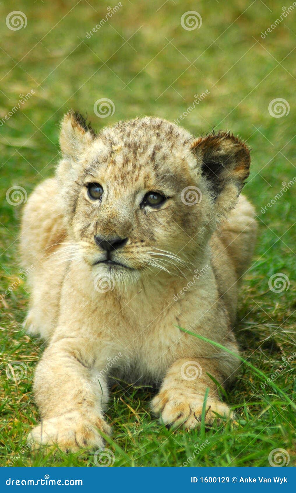 Cachorro de león imagen de archivo. Imagen de bebés, pista - 1600129