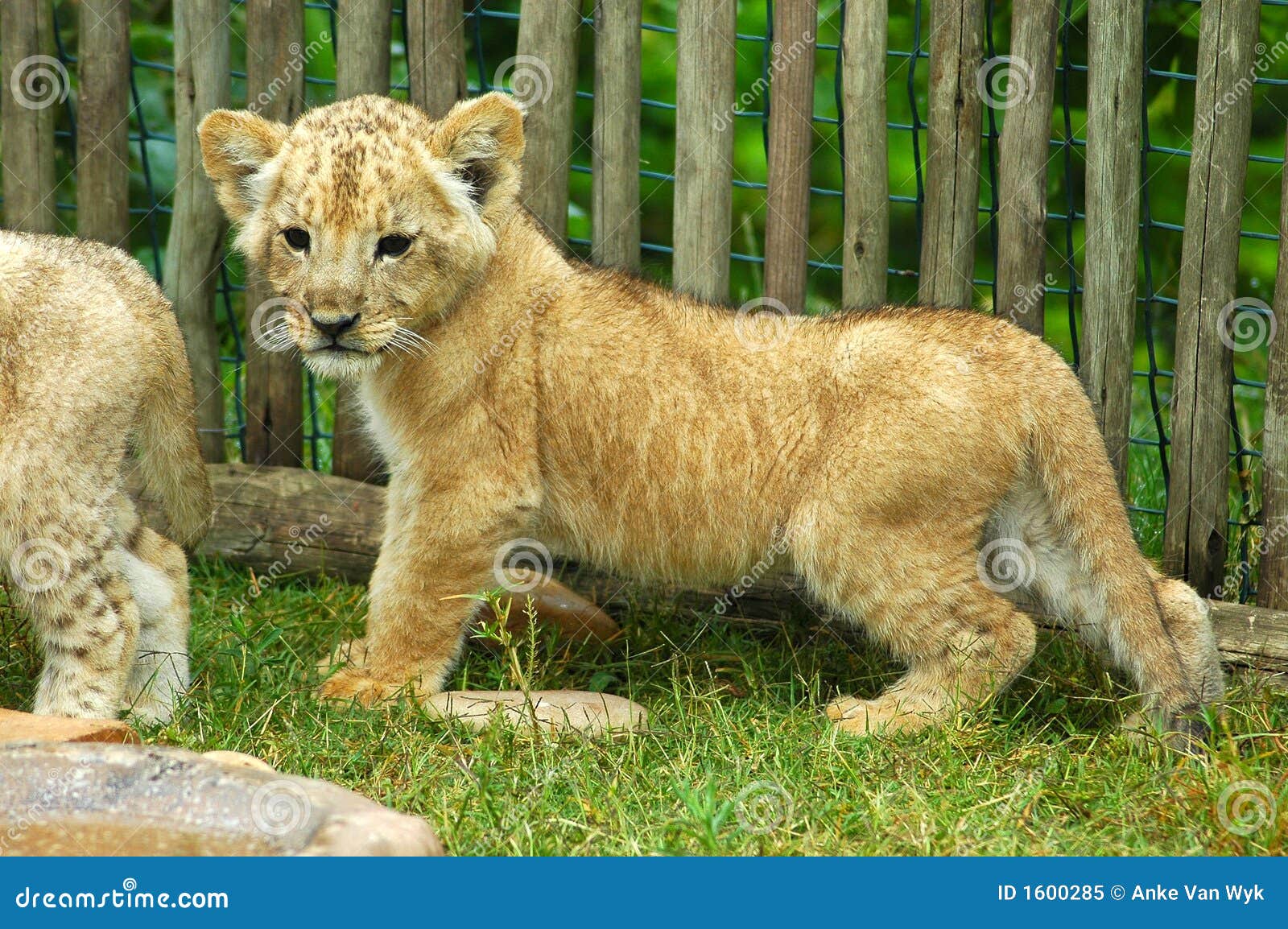 Cachorro de león imagen de archivo. Imagen de varones - 1600285