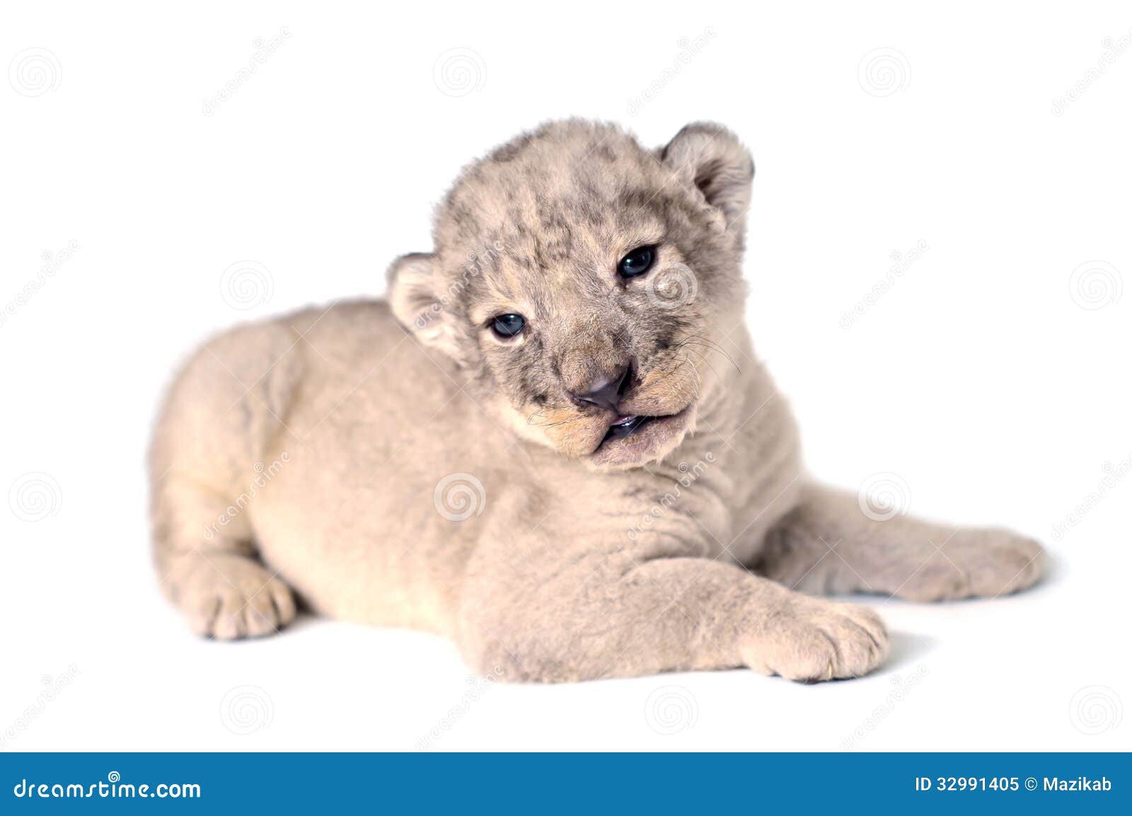 Cachorro de león imagen de archivo. Imagen de tiro, pata - 32991405