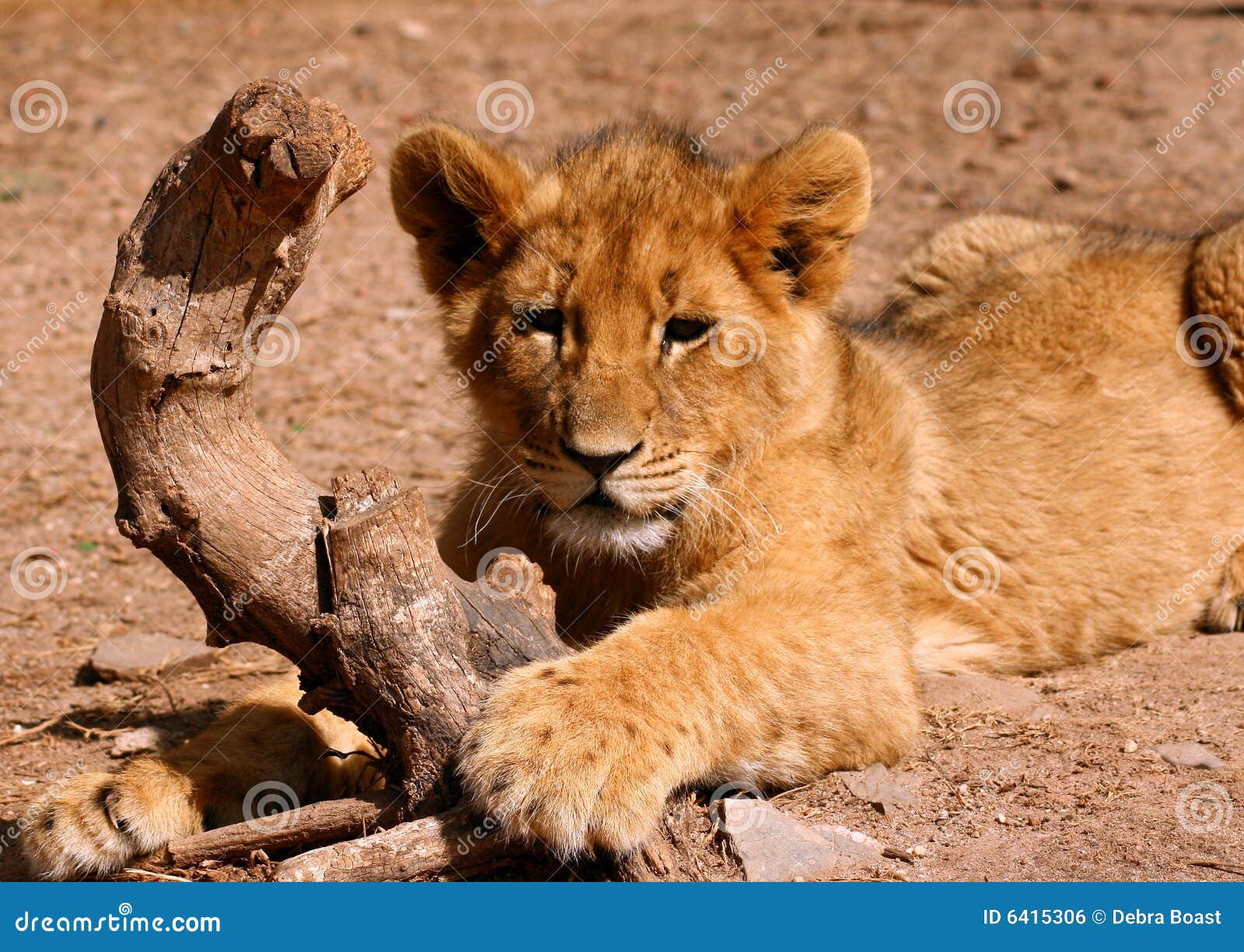 Cachorro de león foto de archivo. Imagen de gato, mezcla - 6415306