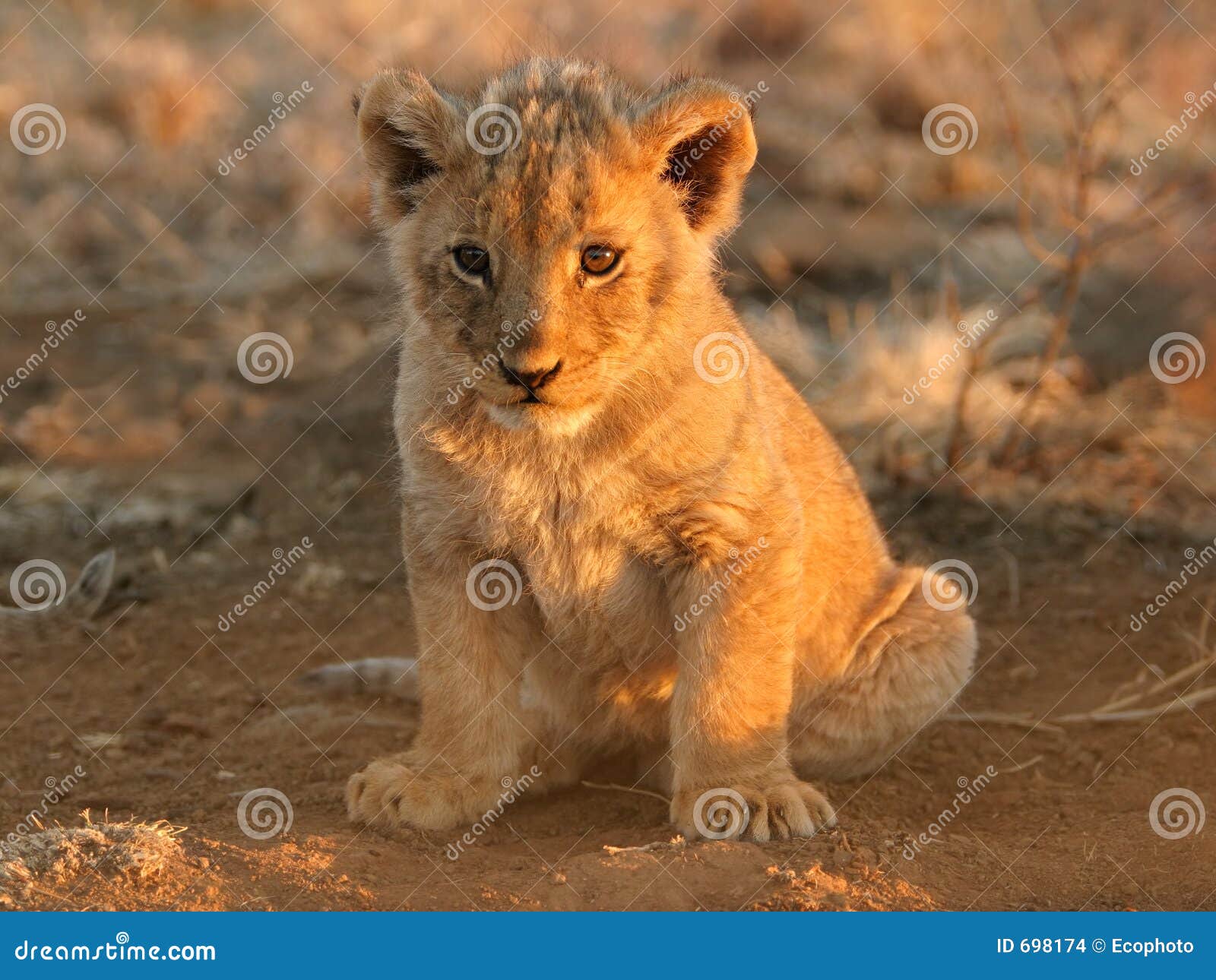 Cachorro De León Imagenes de archivo - Imagen: 698174