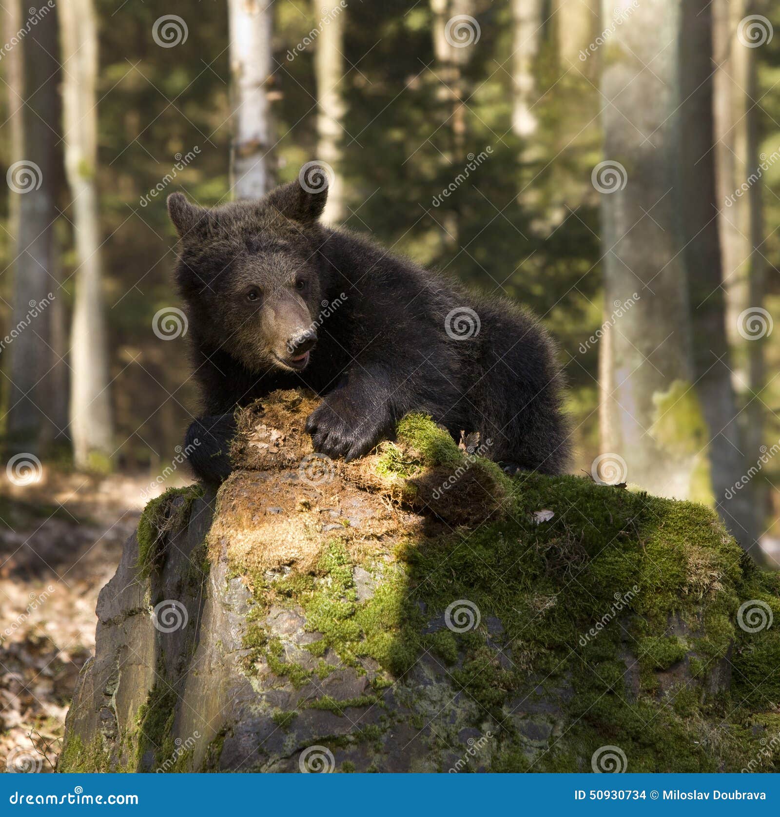 Cachorro de oso foto de archivo. Imagen de musgo, salvaje - 50930734
