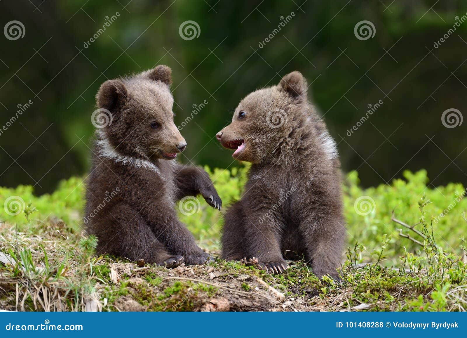 Cachorro de oso de Brown foto de archivo. Imagen de encantador - 101408288