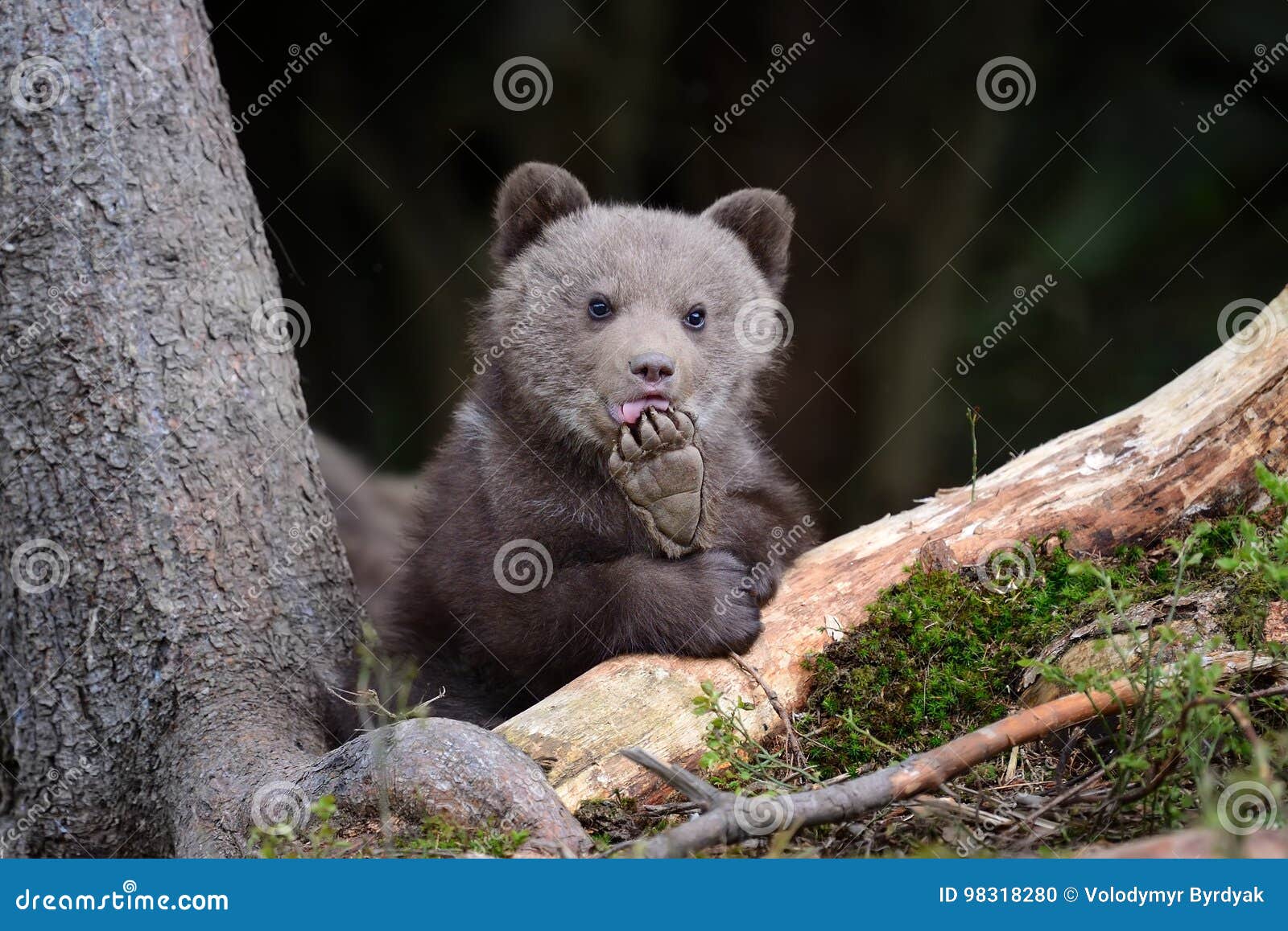 Cachorro de oso de Brown foto de archivo. Imagen de fauna - 98318280