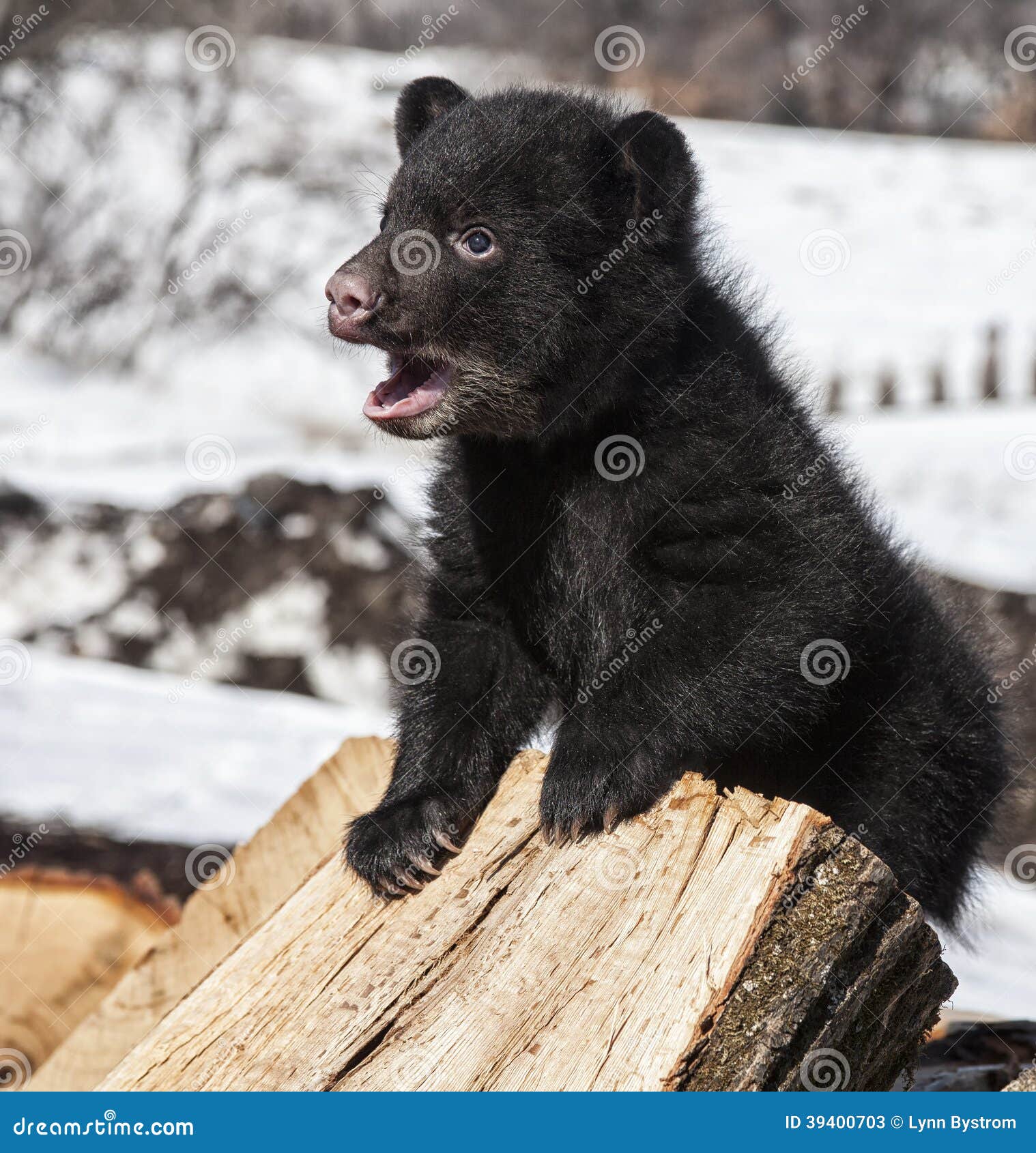 Cachorro de oso negro imagen de archivo. Imagen de animal - 39400703