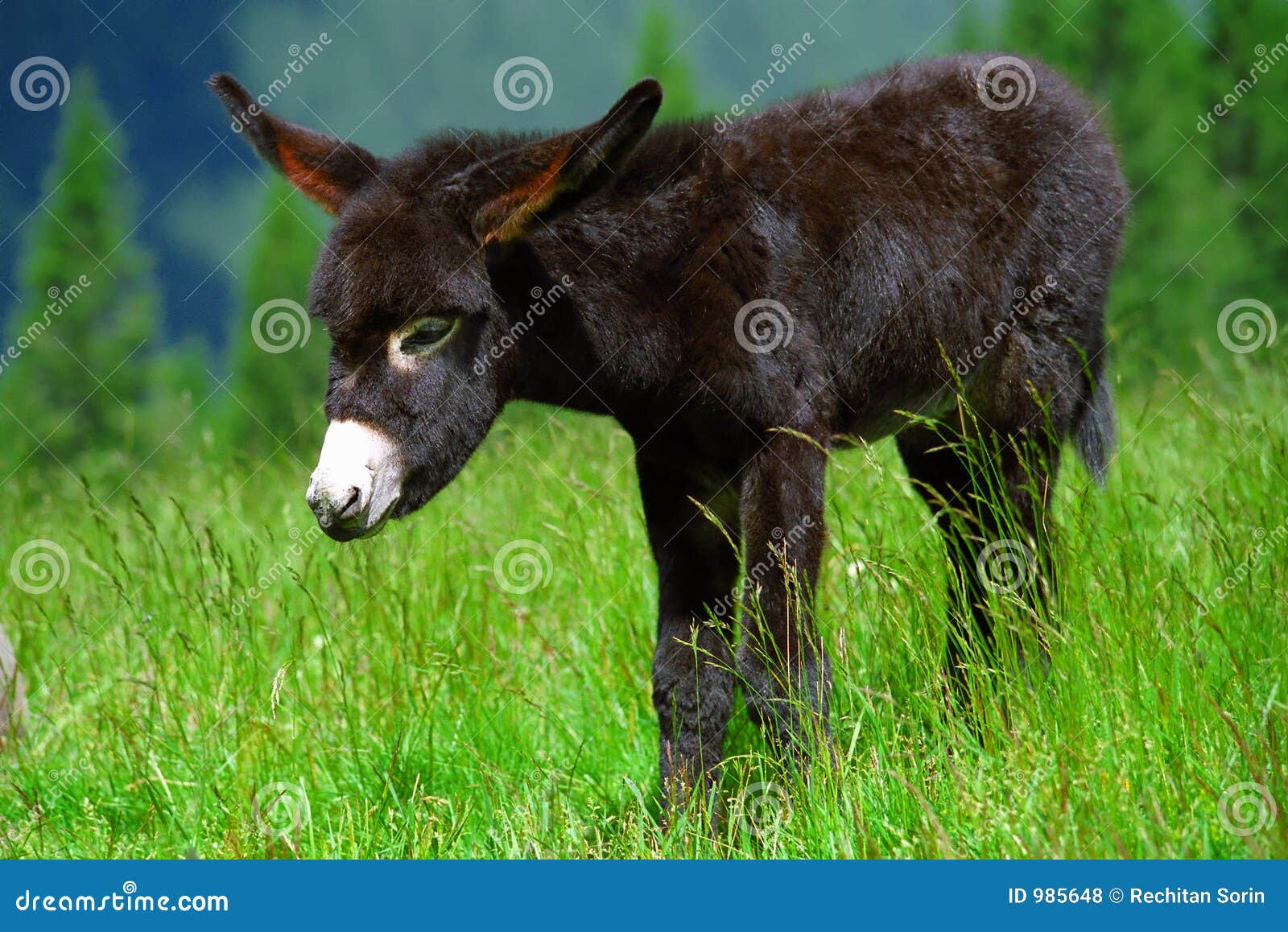Cachorro del burro foto de archivo. Imagen de campo, hierba - 985648