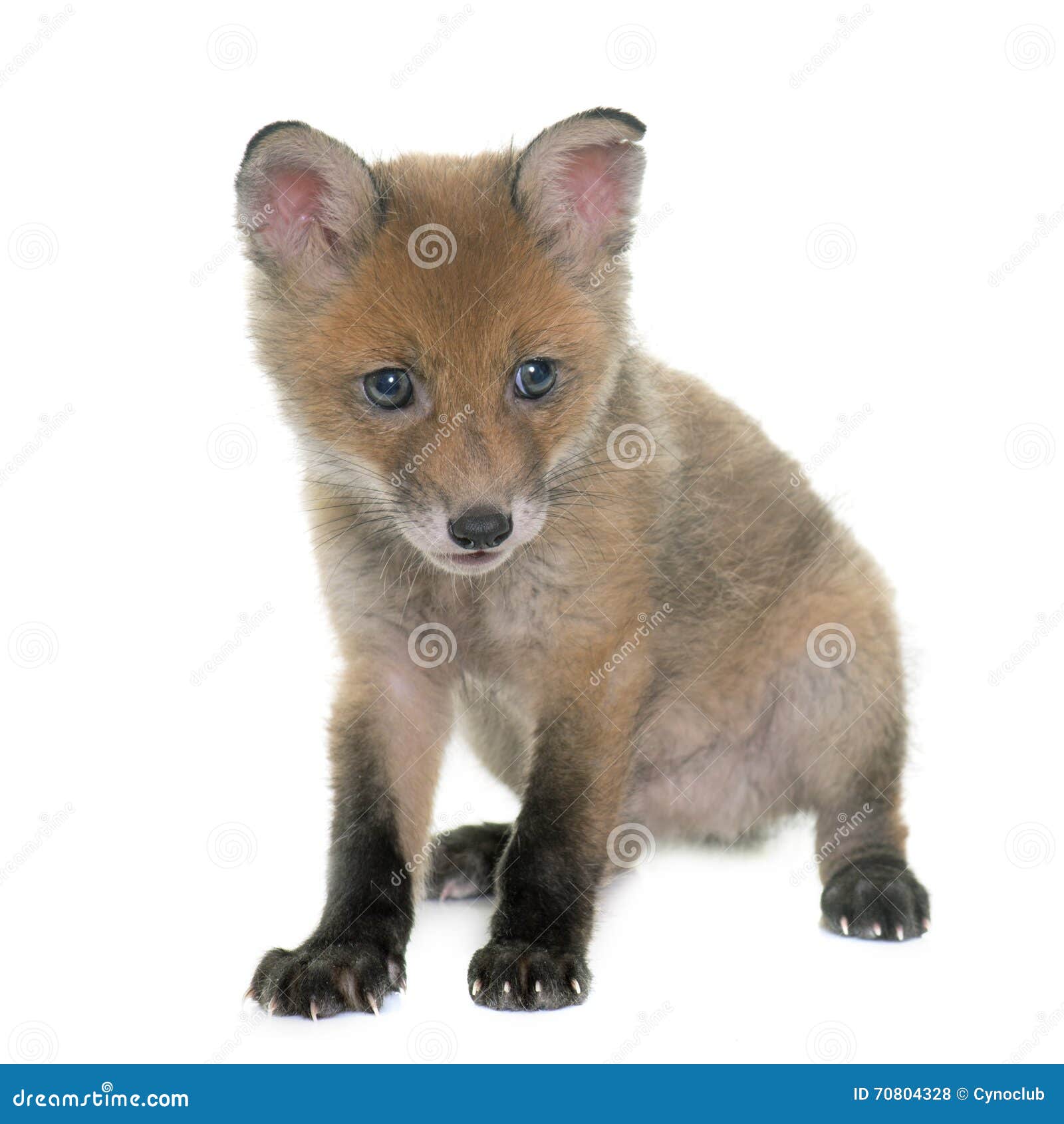 Cachorro Del Fox En Estudio Foto de archivo - Imagen de bebé, blanco ...
