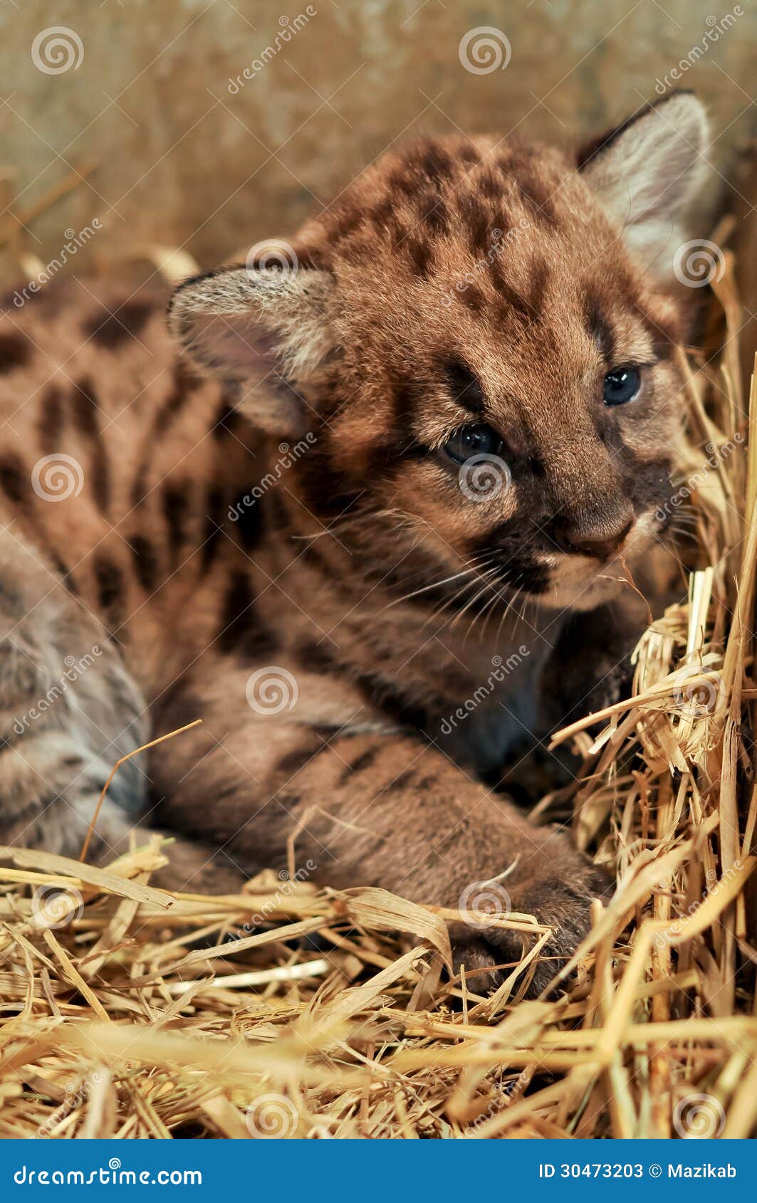 Cachorro del puma imagen de archivo. Imagen de pantera - 30473203