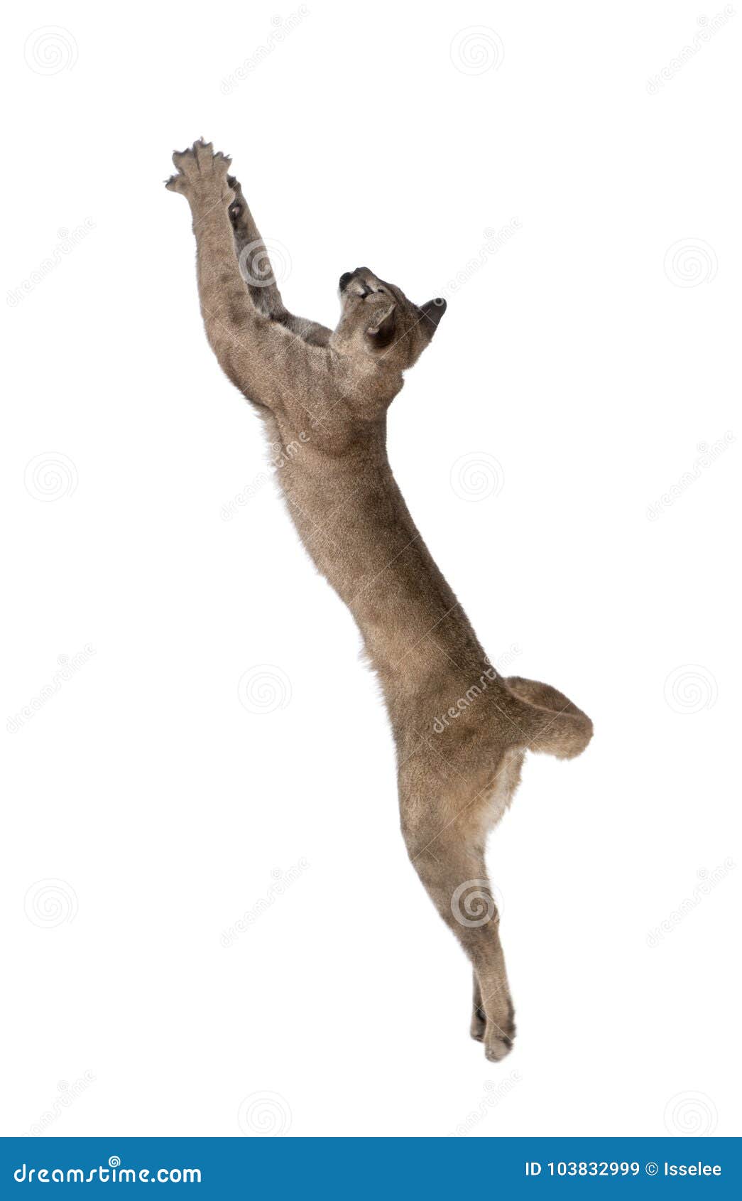 Cachorro Del Puma, Concolor Del Puma, De 1 Año Imagen de archivo ...