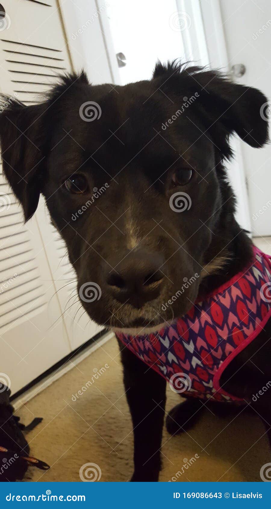 Cachorro Esperando Su Tratamiento Imagen de archivo - Imagen de negro ...