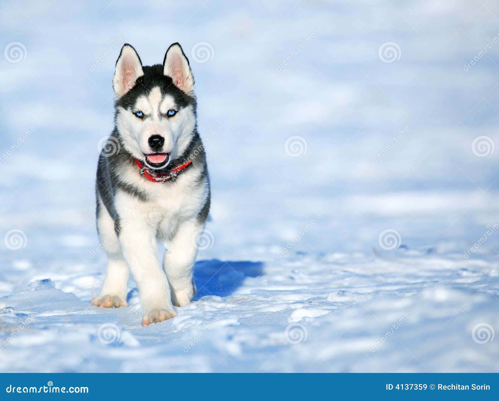 Cachorro fornido imagen de archivo. Imagen de norte, piel - 4137359