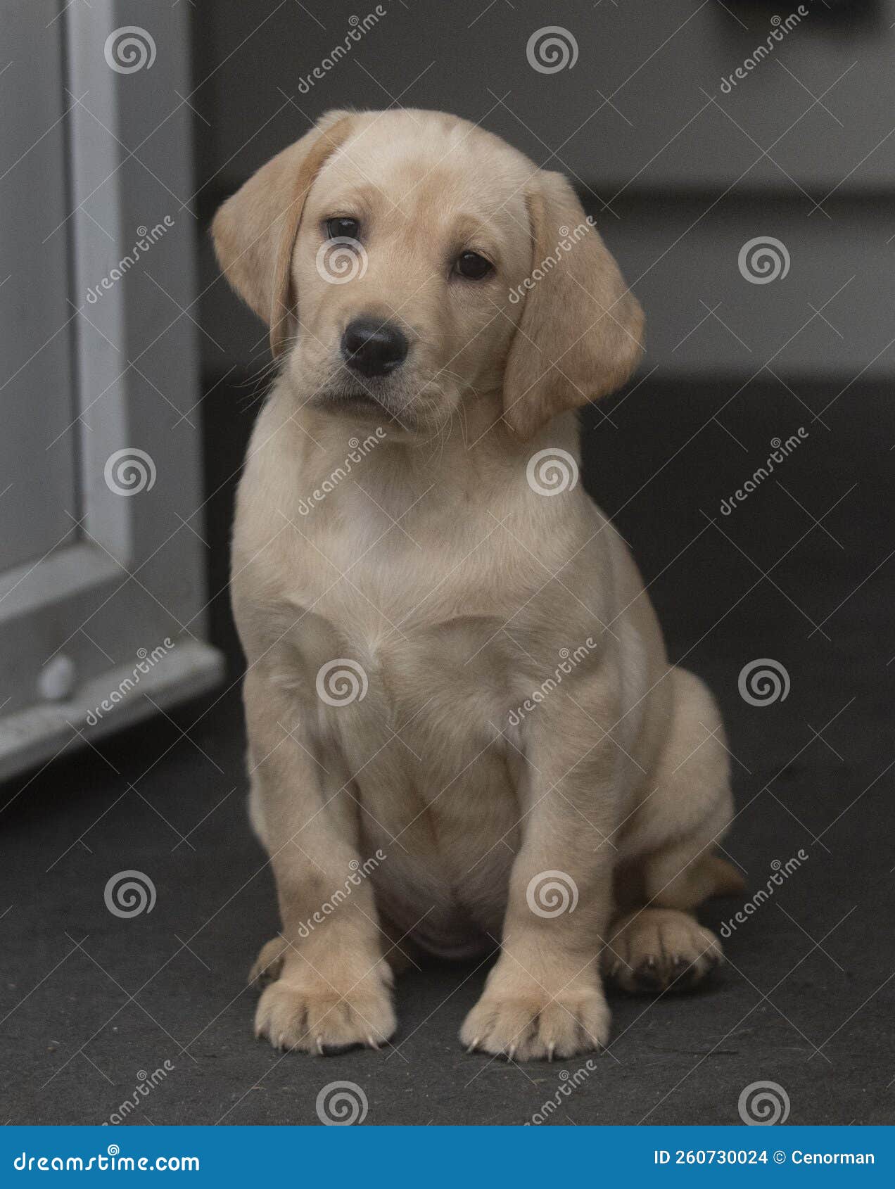 Cachorro labrador sentado foto de archivo. Imagen de perrito - 260730024