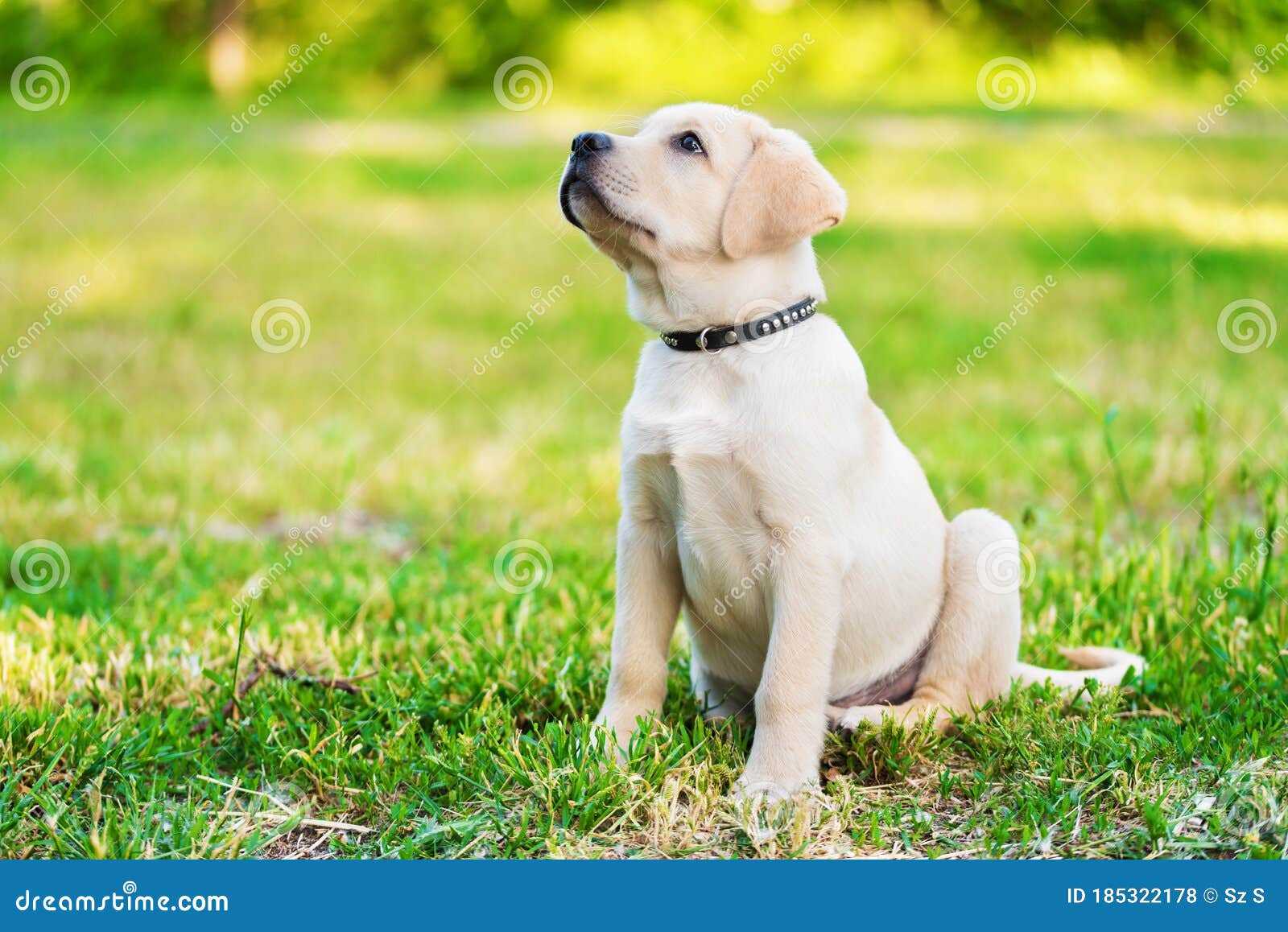 Cachorro Labrador Sentado En Verde Foto de archivo - Imagen de ...