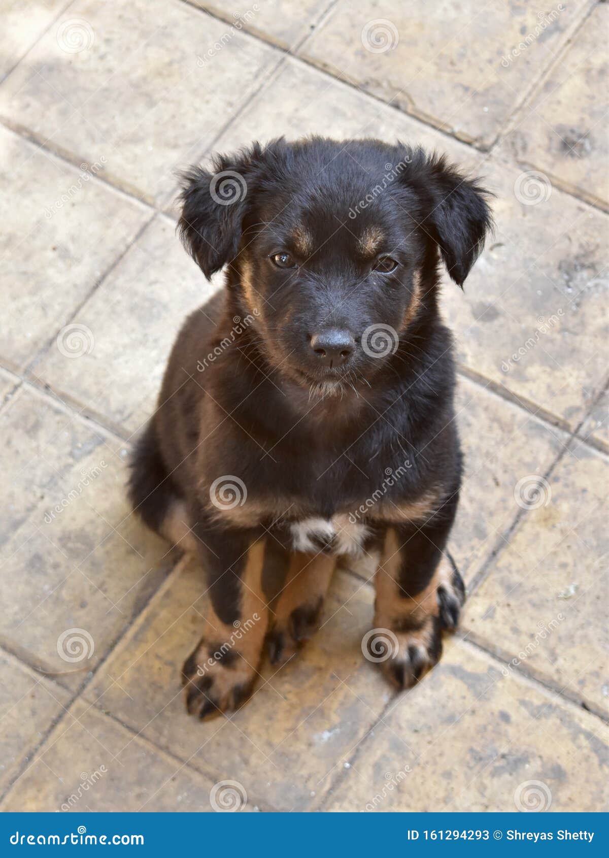 Cachorro nativo indio imagen de archivo. Imagen de mestizo - 161294293