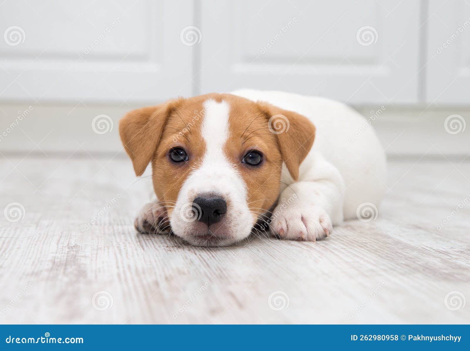Cachorro Sentado En El Suelo. Jack Russell Foto de archivo - Imagen de ...