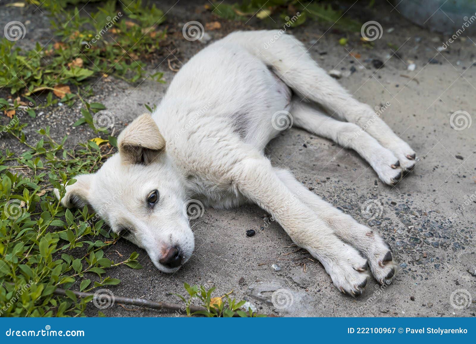 Cachorro Triste En El Suelo Imagen de archivo - Imagen de perdido, cara ...