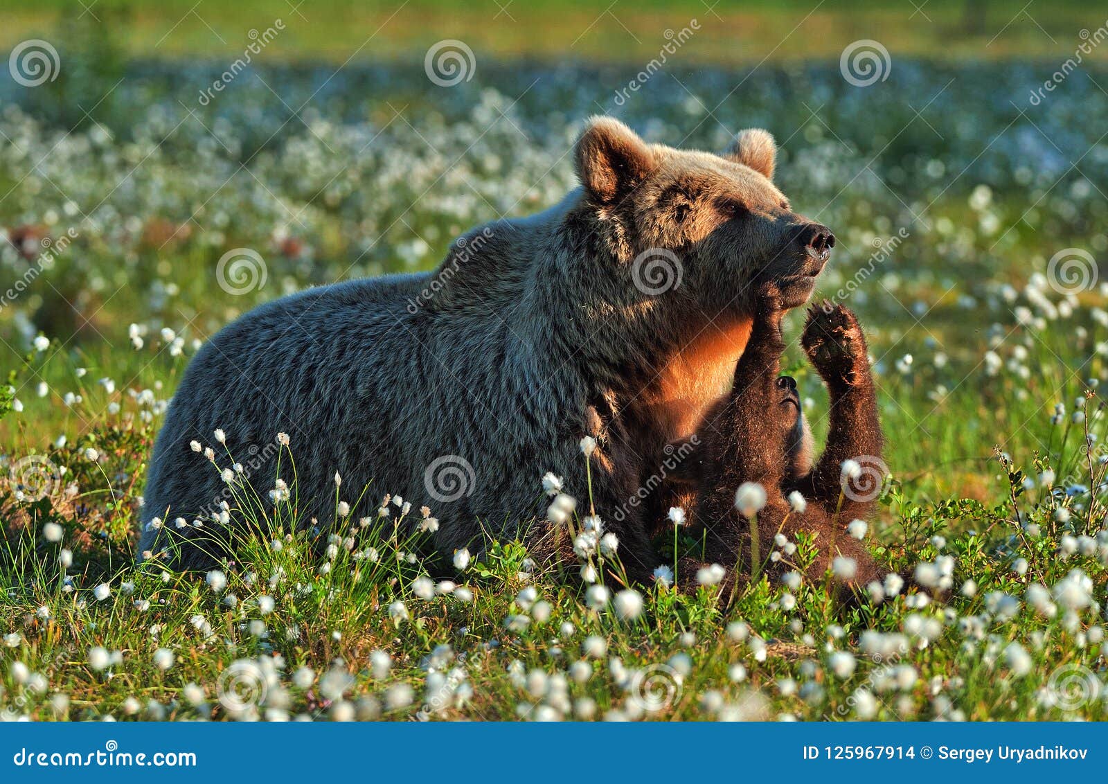 Cachorro y ella-oso de oso foto de archivo. Imagen de animal - 125967914