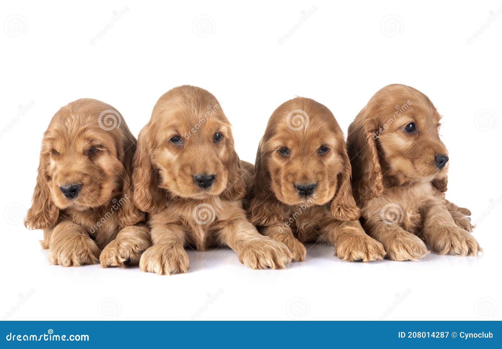 Cachorros cocker spaniel imagen de archivo. Imagen de estudio - 208014287