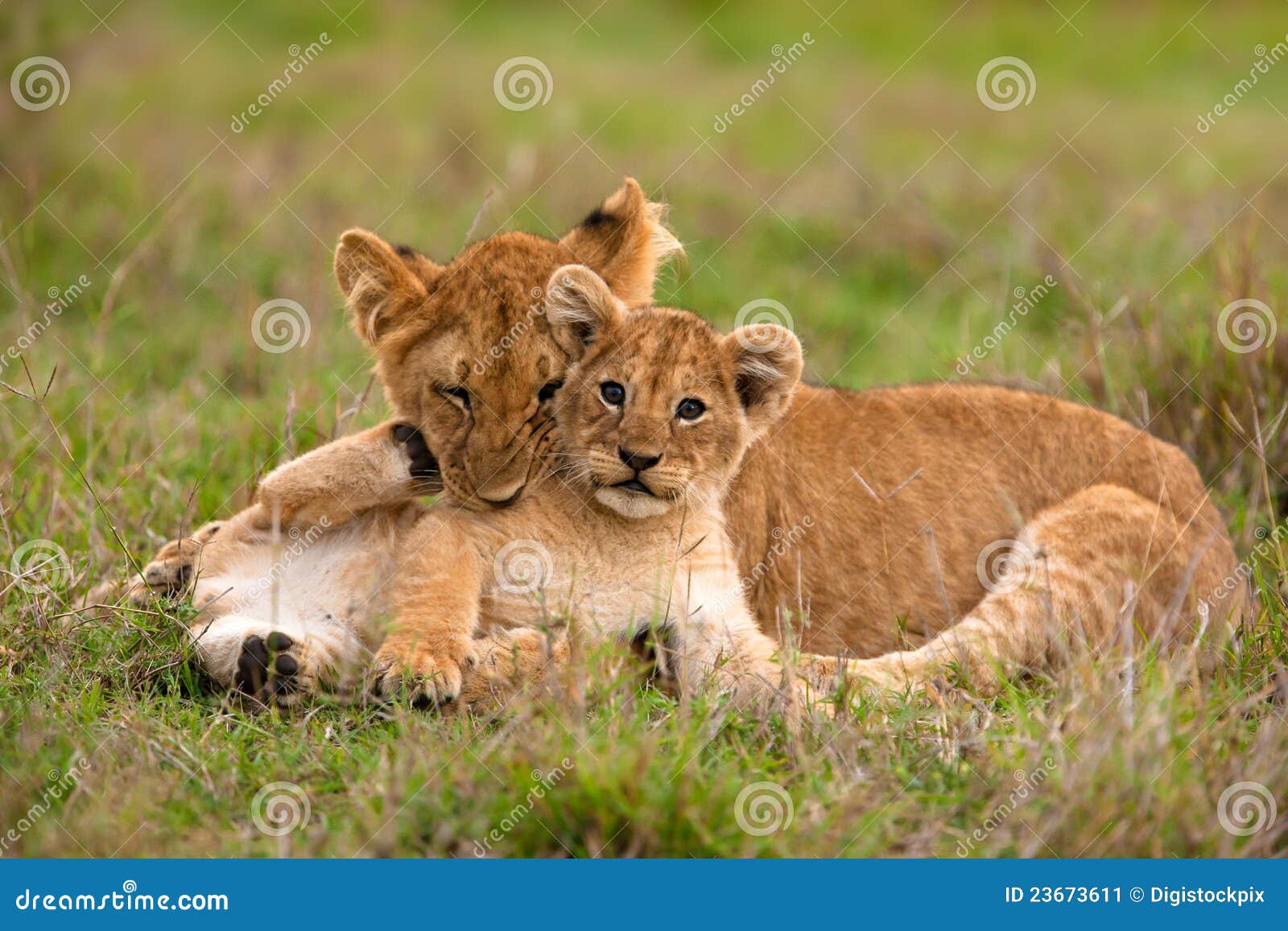 Cachorros de león imagen de archivo. Imagen de masai - 23673611
