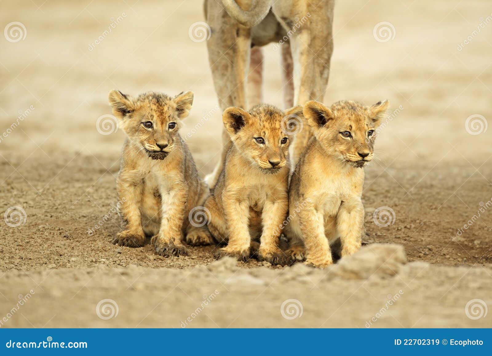 Cachorros de león lindos imagen de archivo. Imagen de yermo - 22702319