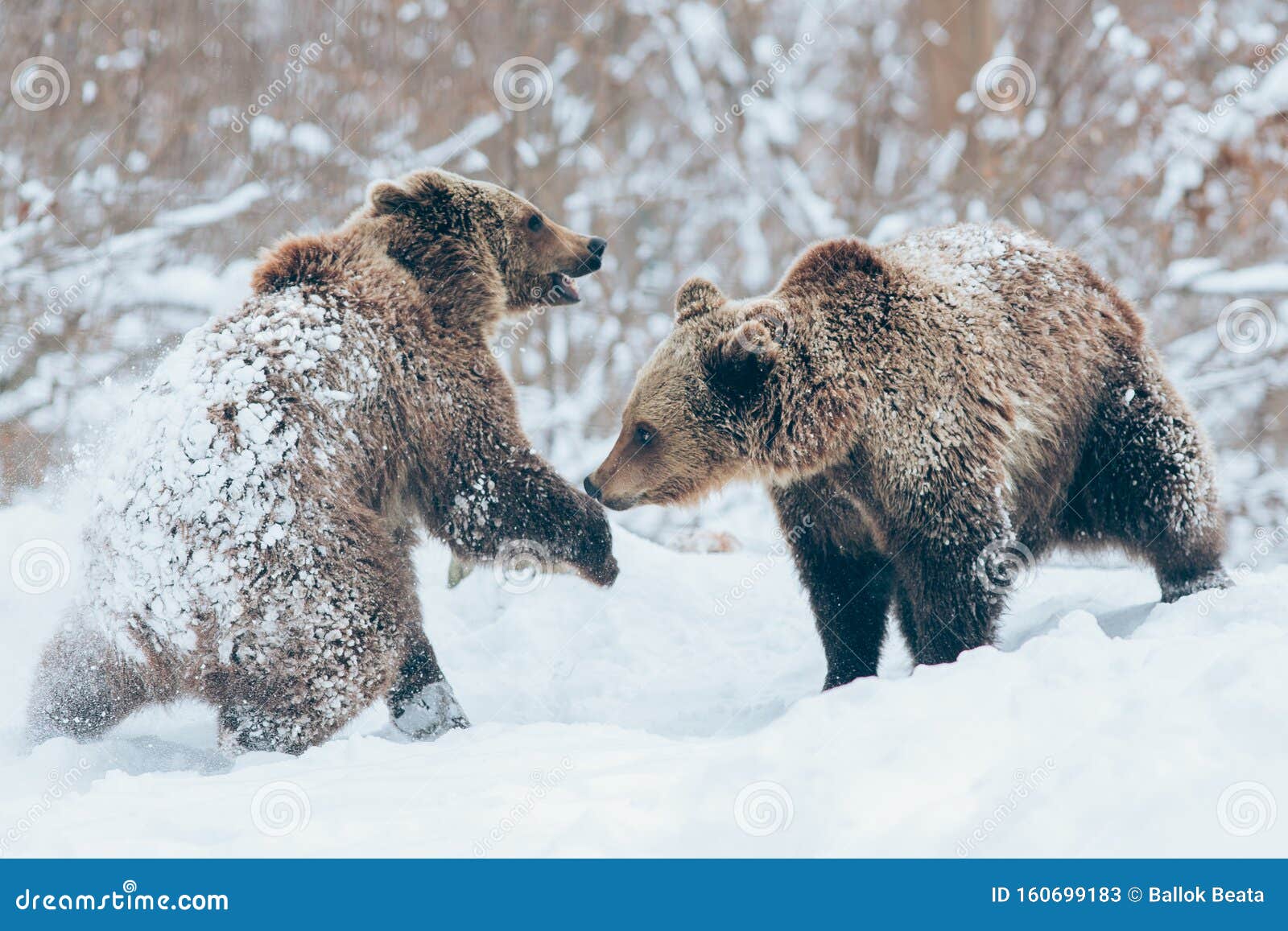 Cachorros de oso imagen de archivo. Imagen de salvaje - 160699183