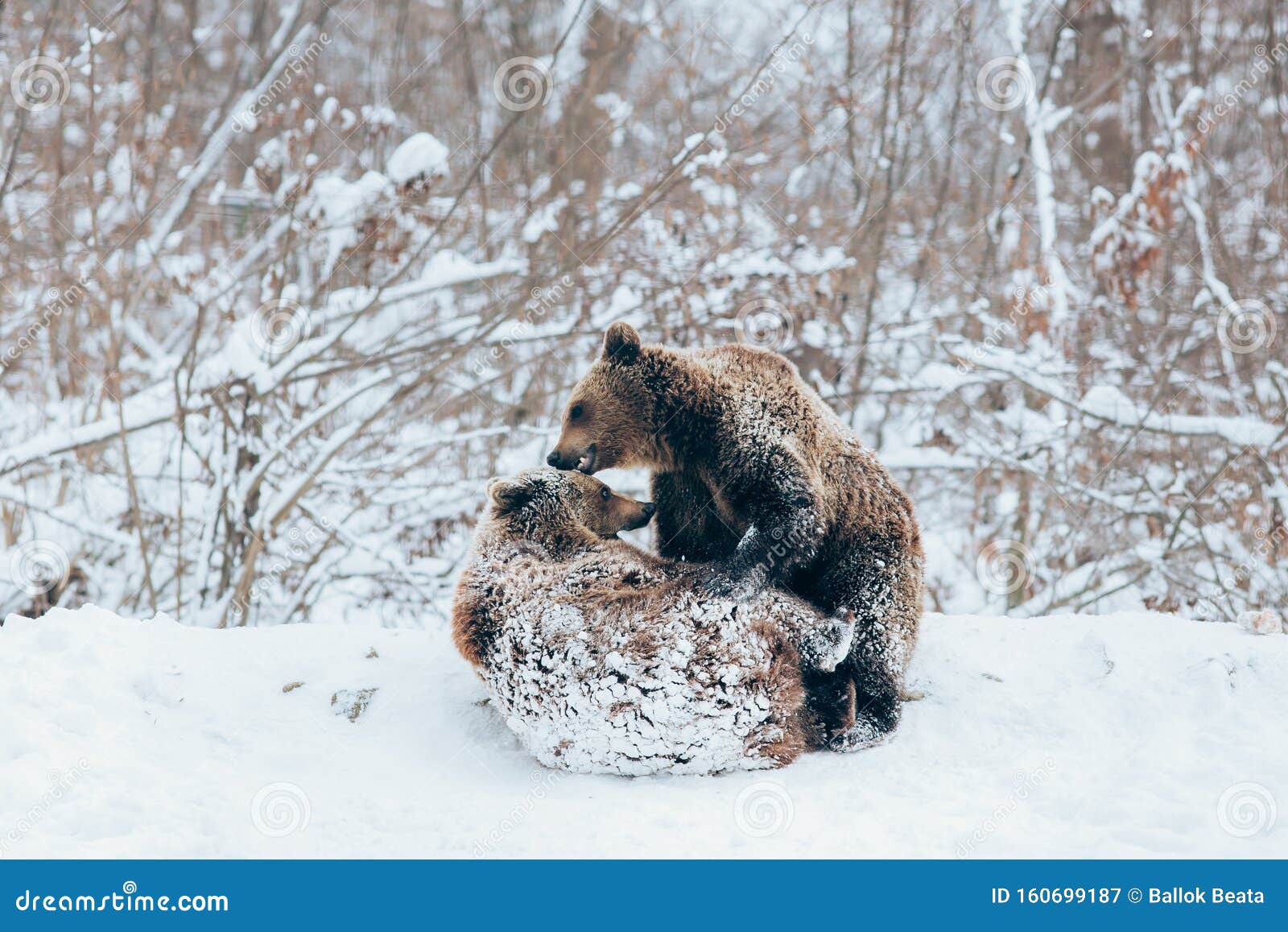 Cachorros de oso imagen de archivo. Imagen de lindo - 160699187