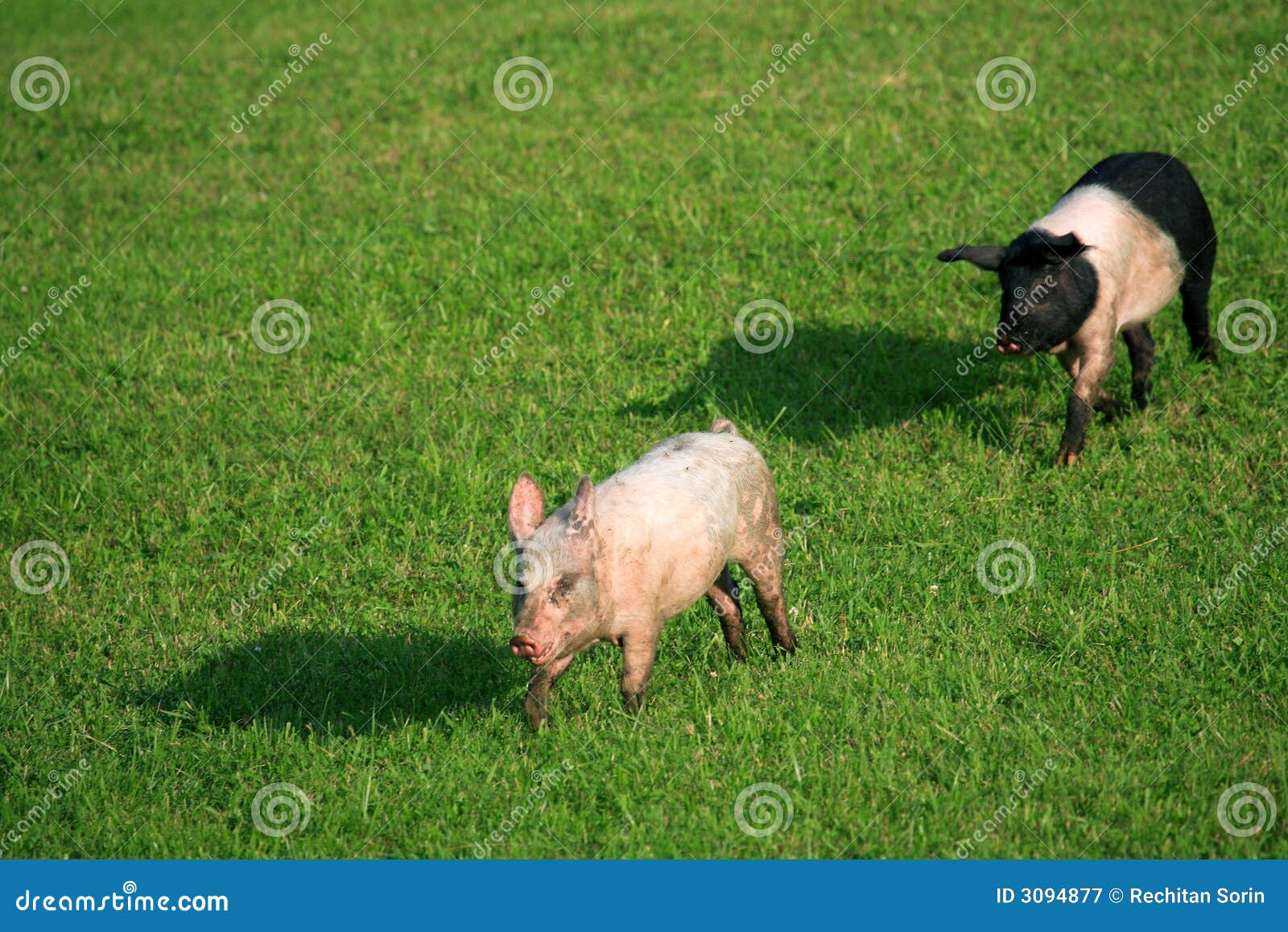 Cachorros del cerdo imagen de archivo. Imagen de animales - 3094877
