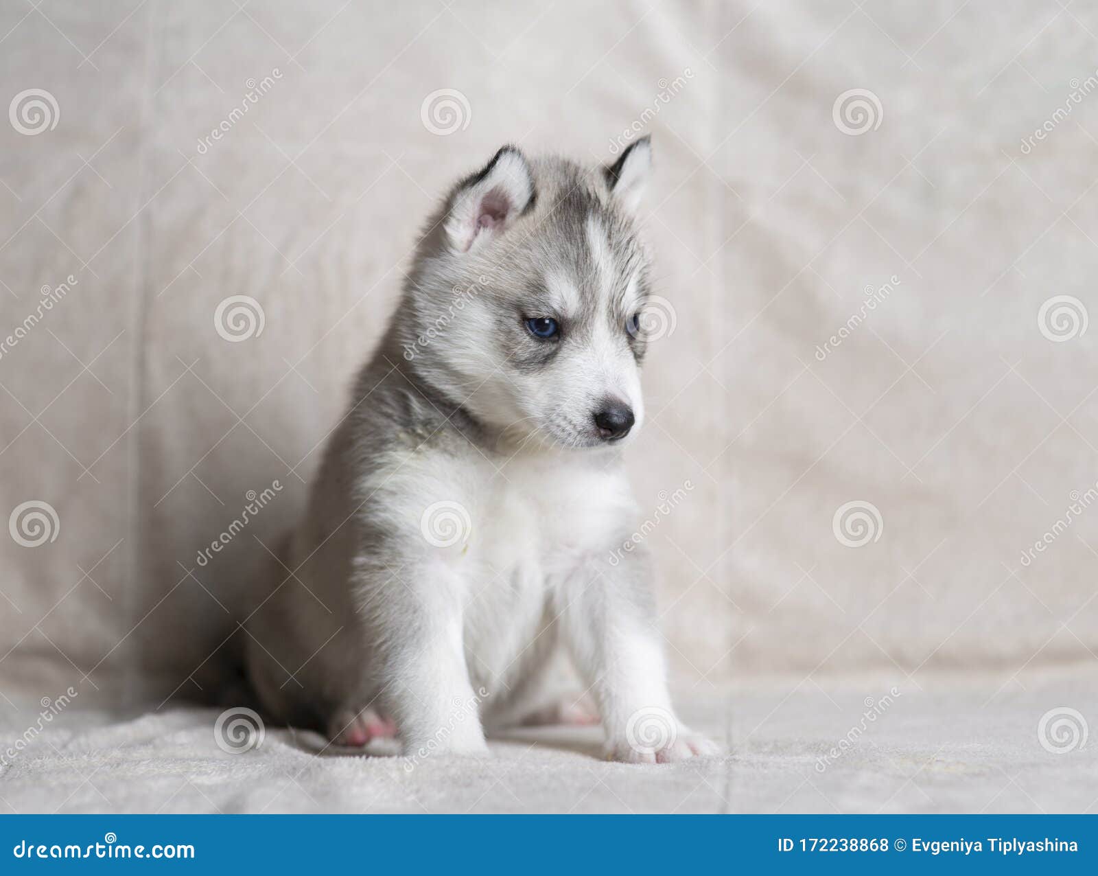 Cachorros Husky De Dos Meses Foto de archivo - Imagen de dulce, amigo ...