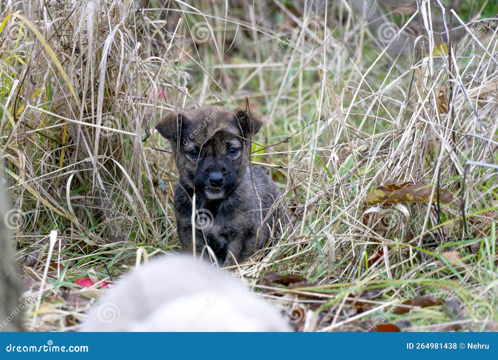 Cachorros-sem-teto Fofos Na Grama Foto de Stock - Imagem de sujo ...