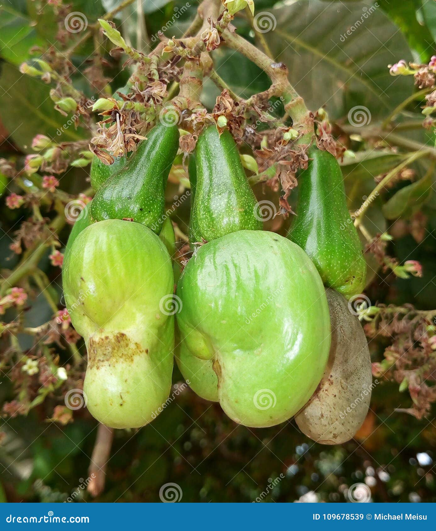 Cachou stock afbeelding. Image of zijn, cachou, vrucht - 109678539