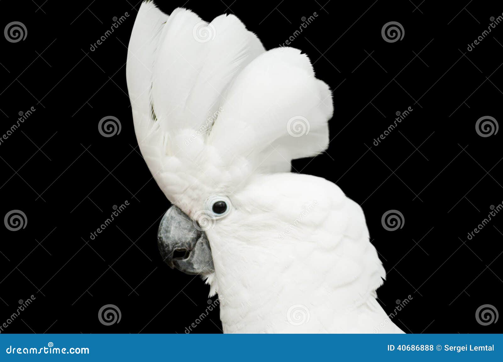 Cackatoo stock photo. Image of bird, view, domestic, profile - 40686888