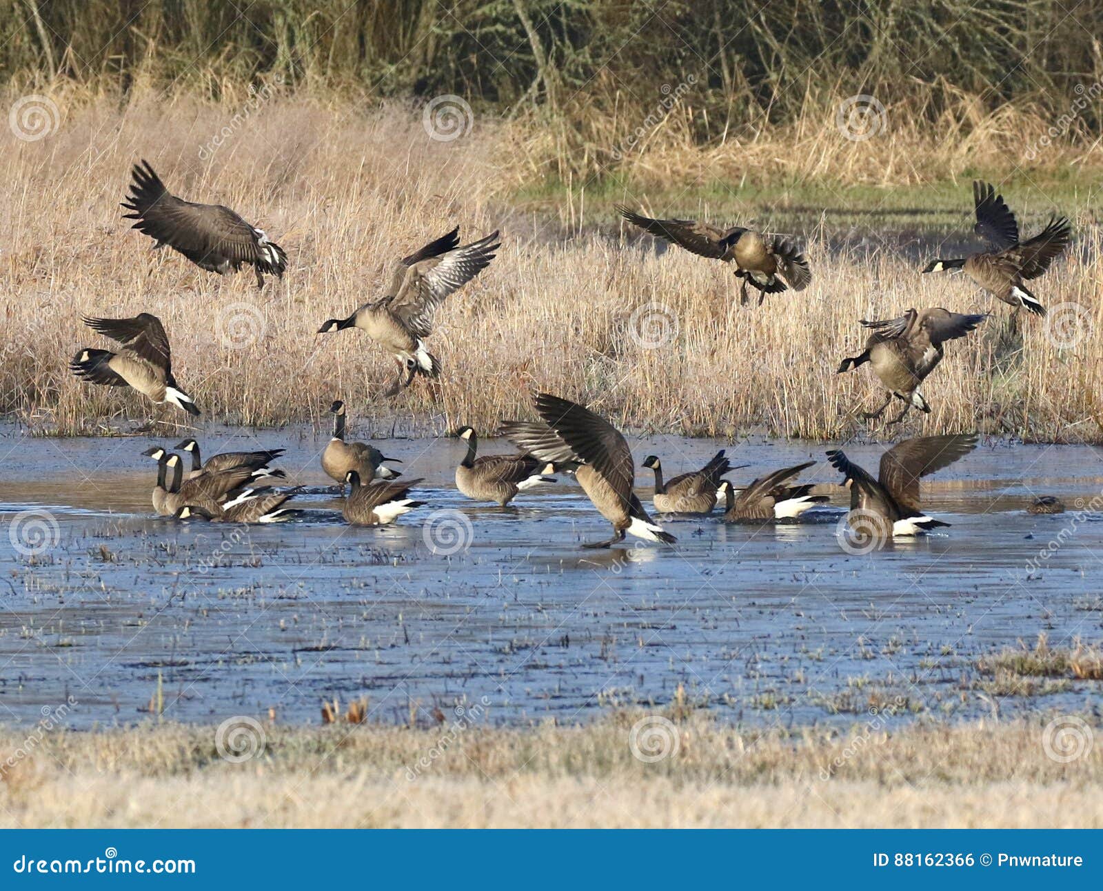 Cackling Geese Landing stock photo. Image of bird, water - 88162366