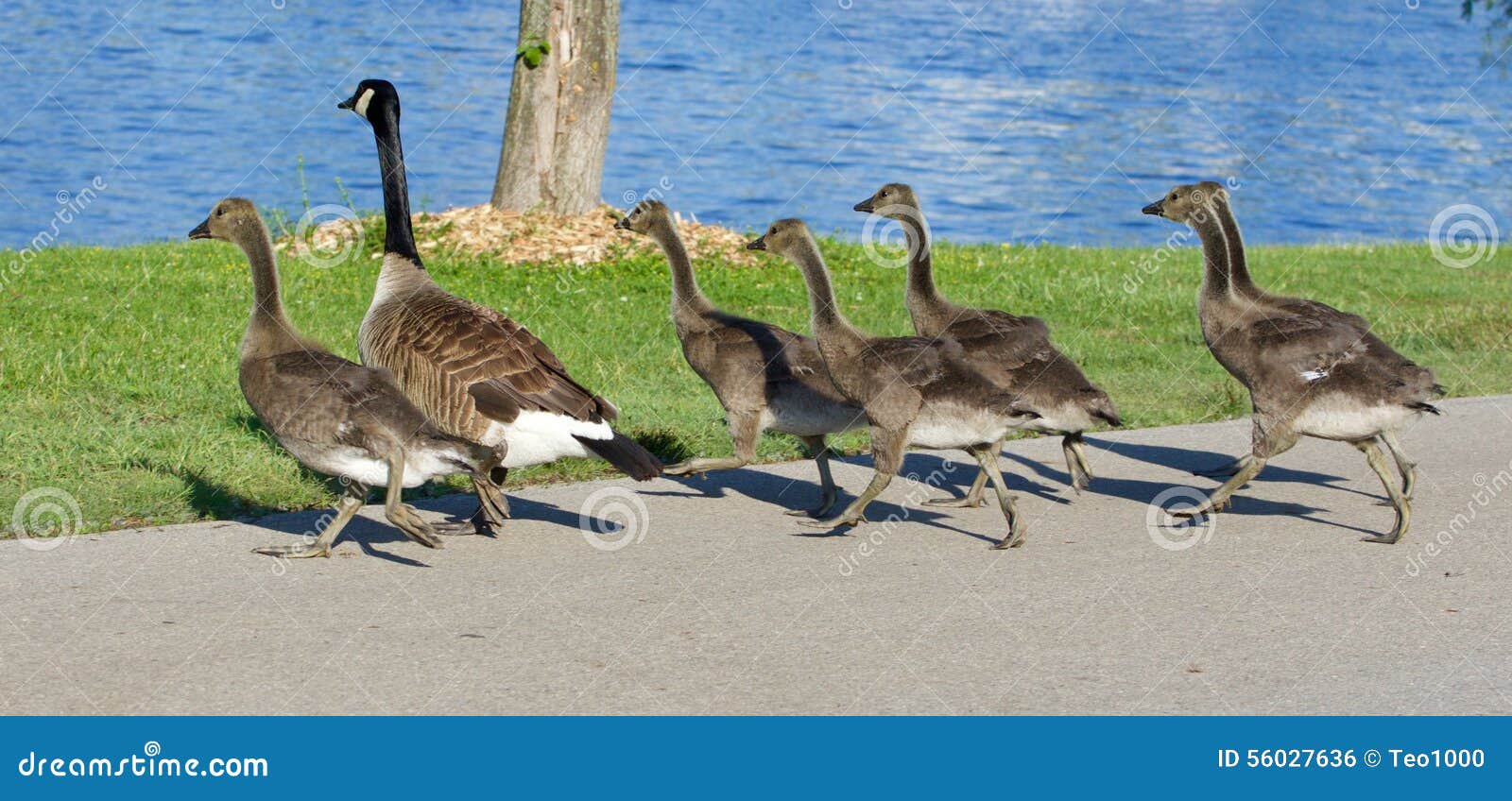 The Cackling Geese are Running Stock Photo - Image of canadian, running ...