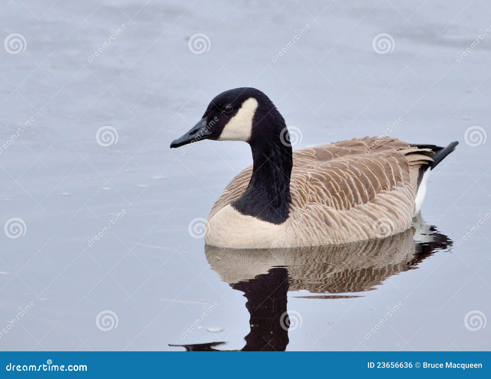Cackling Goose stock photo. Image of nature, geese, pond - 23656636