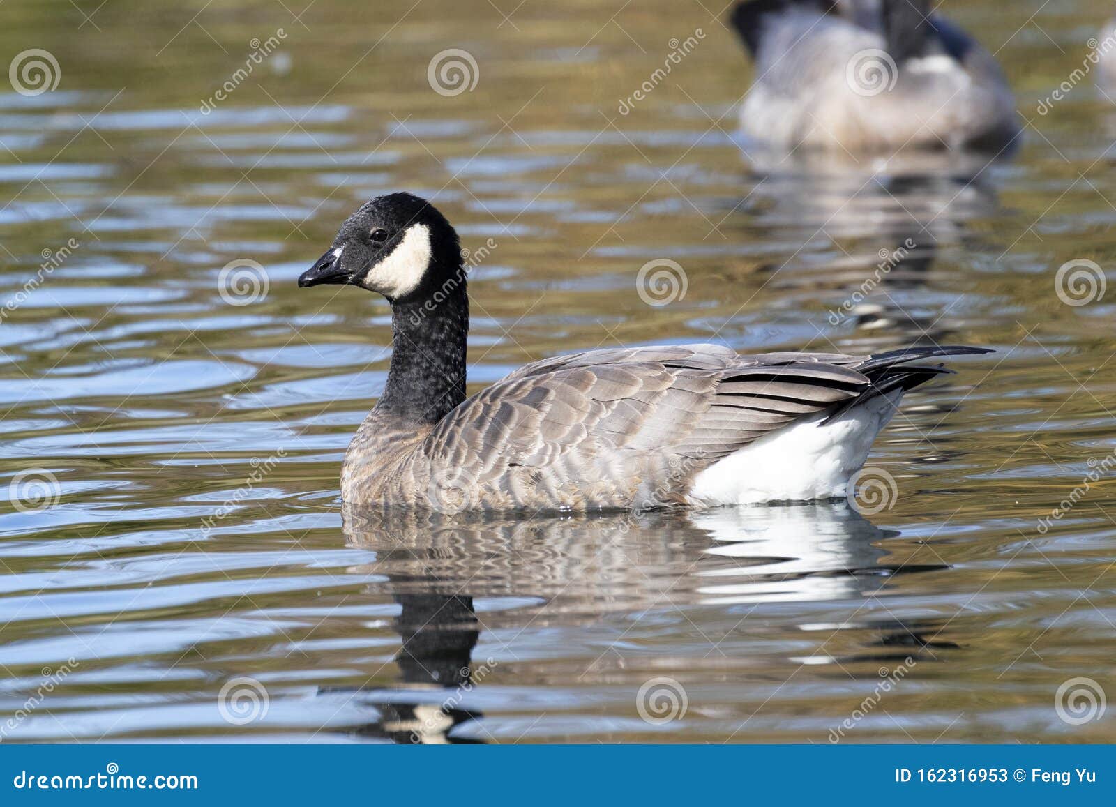 Cackling goose bird stock image. Image of nature, wildlife - 162316953
