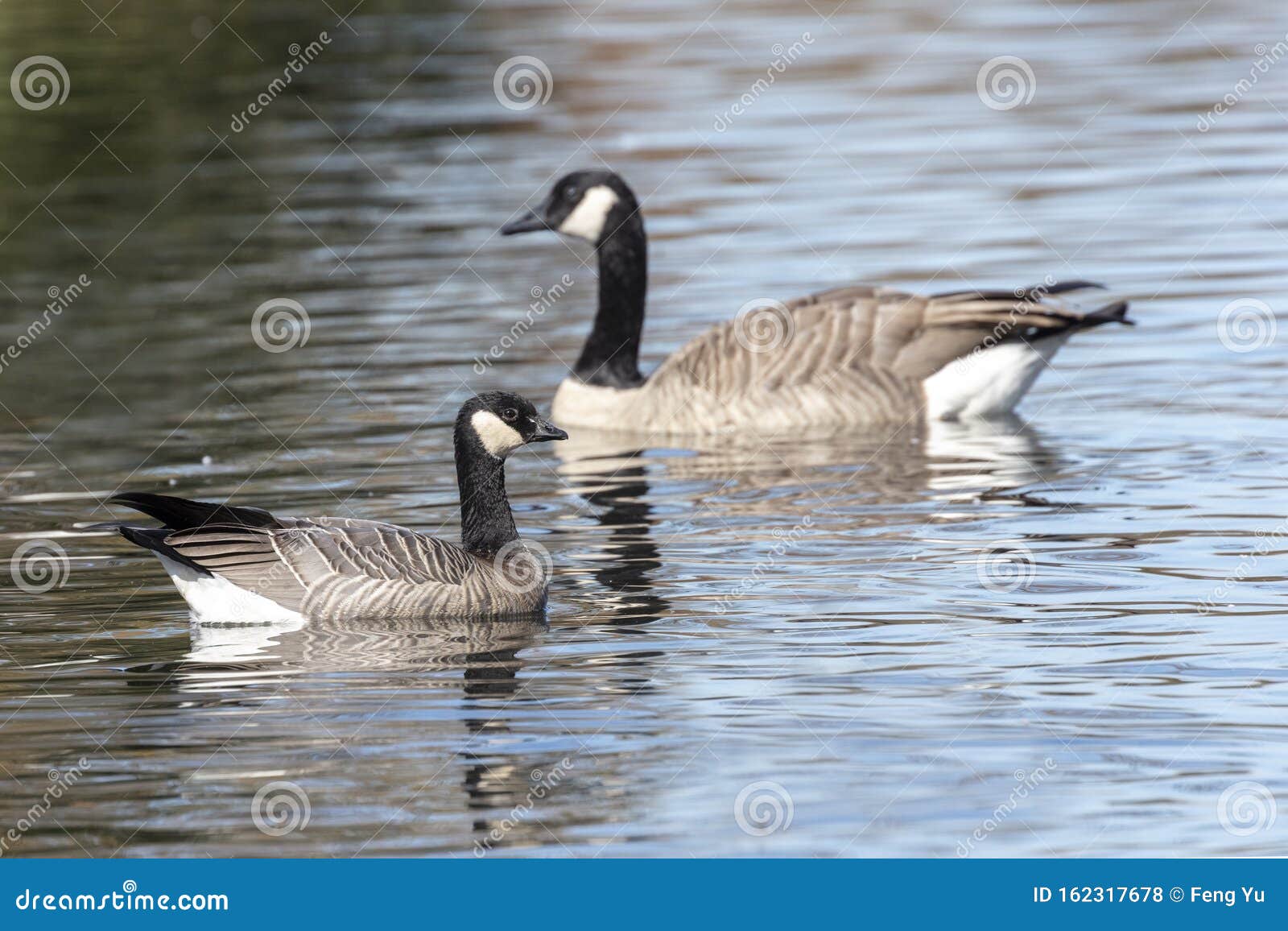 Cackling Goose and Canada Goose Stock Photo - Image of smaller, birds ...