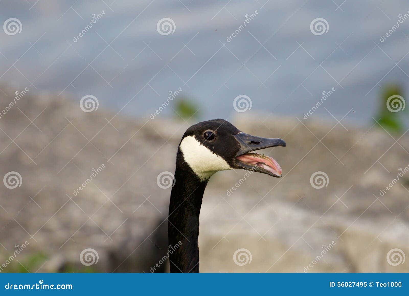 The Cackling Goose is Screaming Stock Image - Image of reaction, head ...