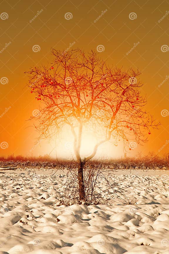 Caco tree in winter stock photo. Image of nature, november - 19301890