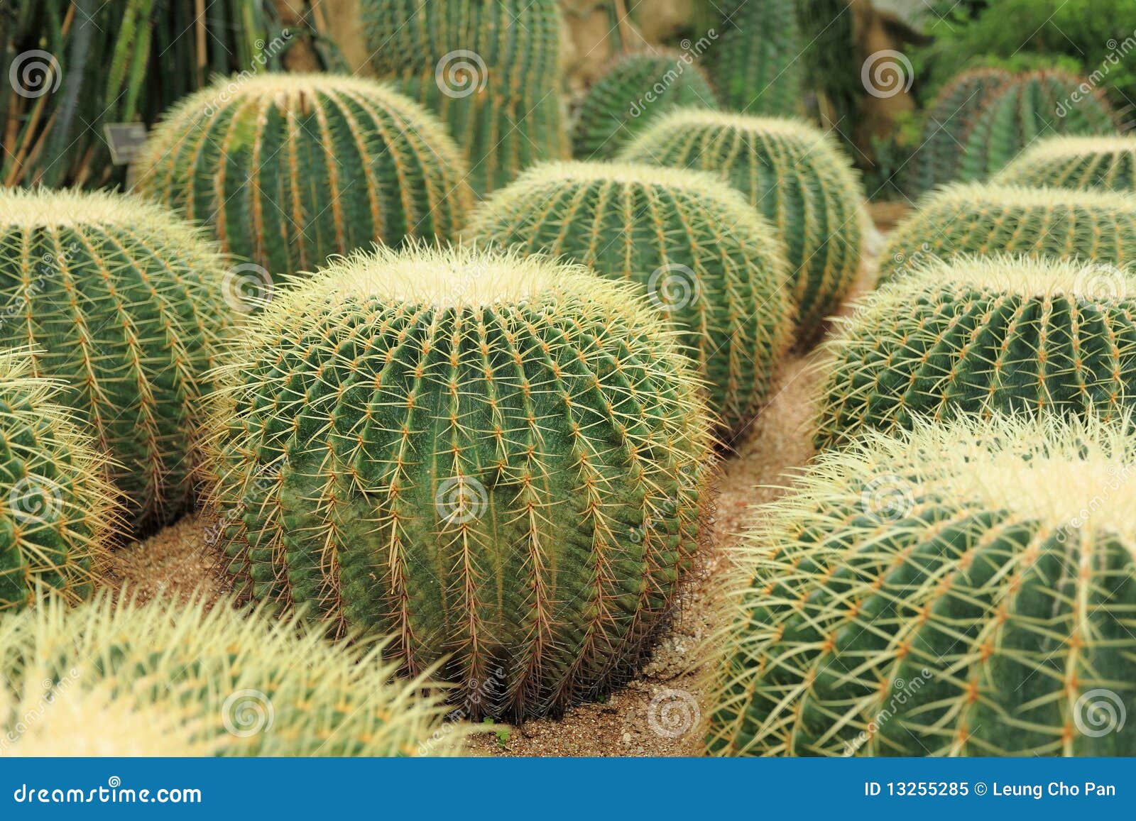 Cactaceae Stock Photography | CartoonDealer.com #57911234