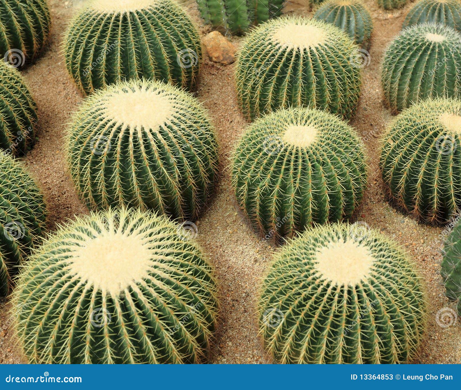 Cactaceae stock image. Image of fresh, family, botanical - 13364853