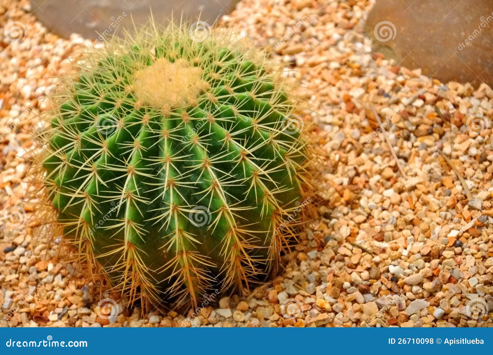 Cactaceae stock photo. Image of prickle, vegetation, pierce - 26710098