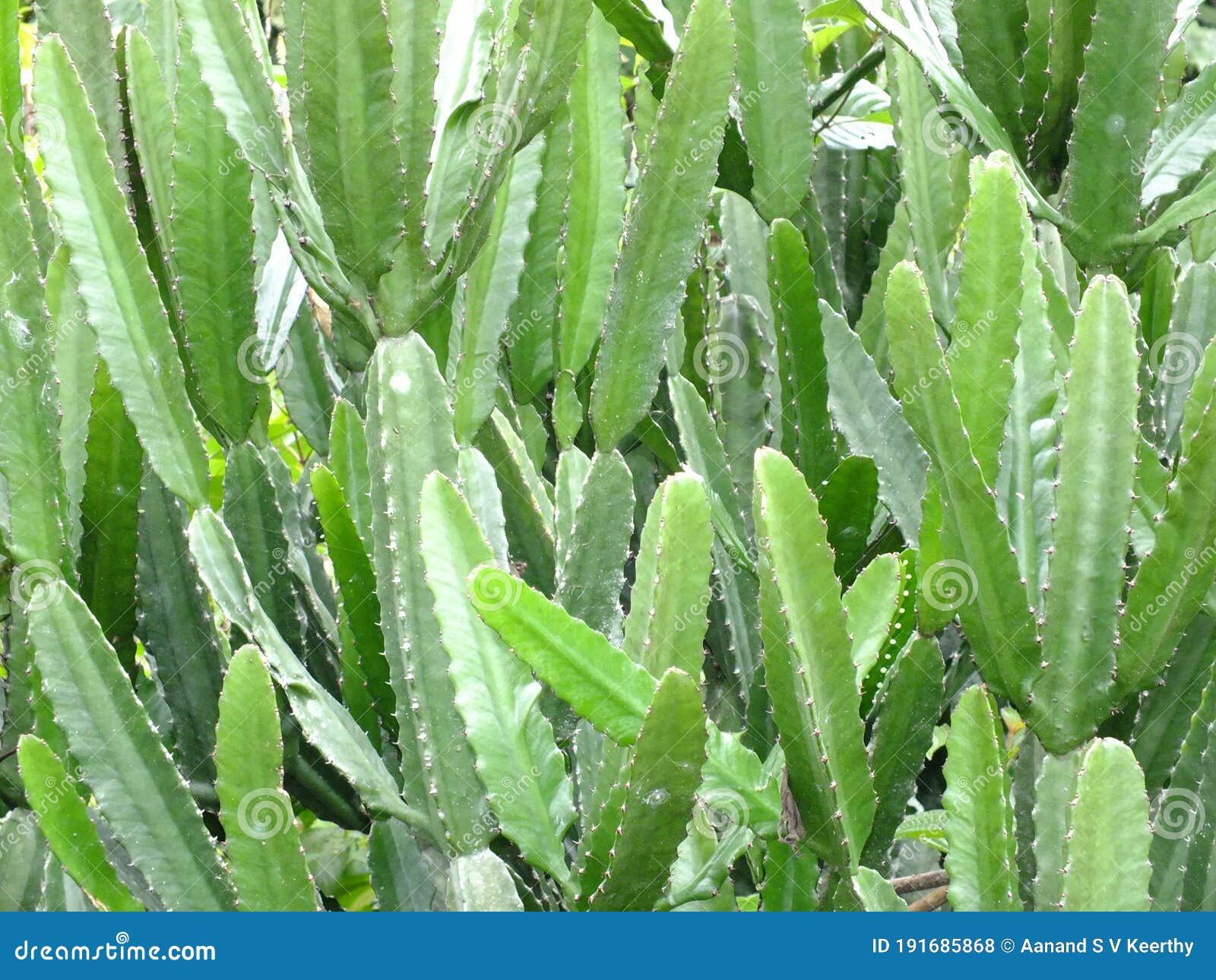 Cactaceae Cactus Leafless Stem Stock Photo - Image of cactus, stem ...