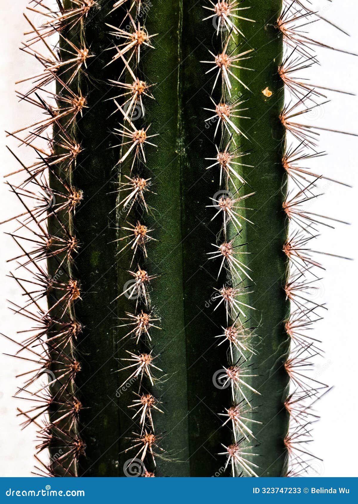 Spiky Cactus stock image. Image of scandinavian, grow - 323747233